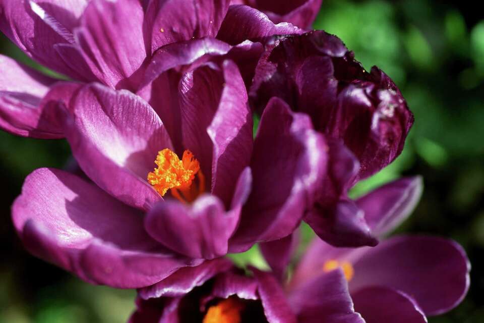 How to Grow Crocus Sativus