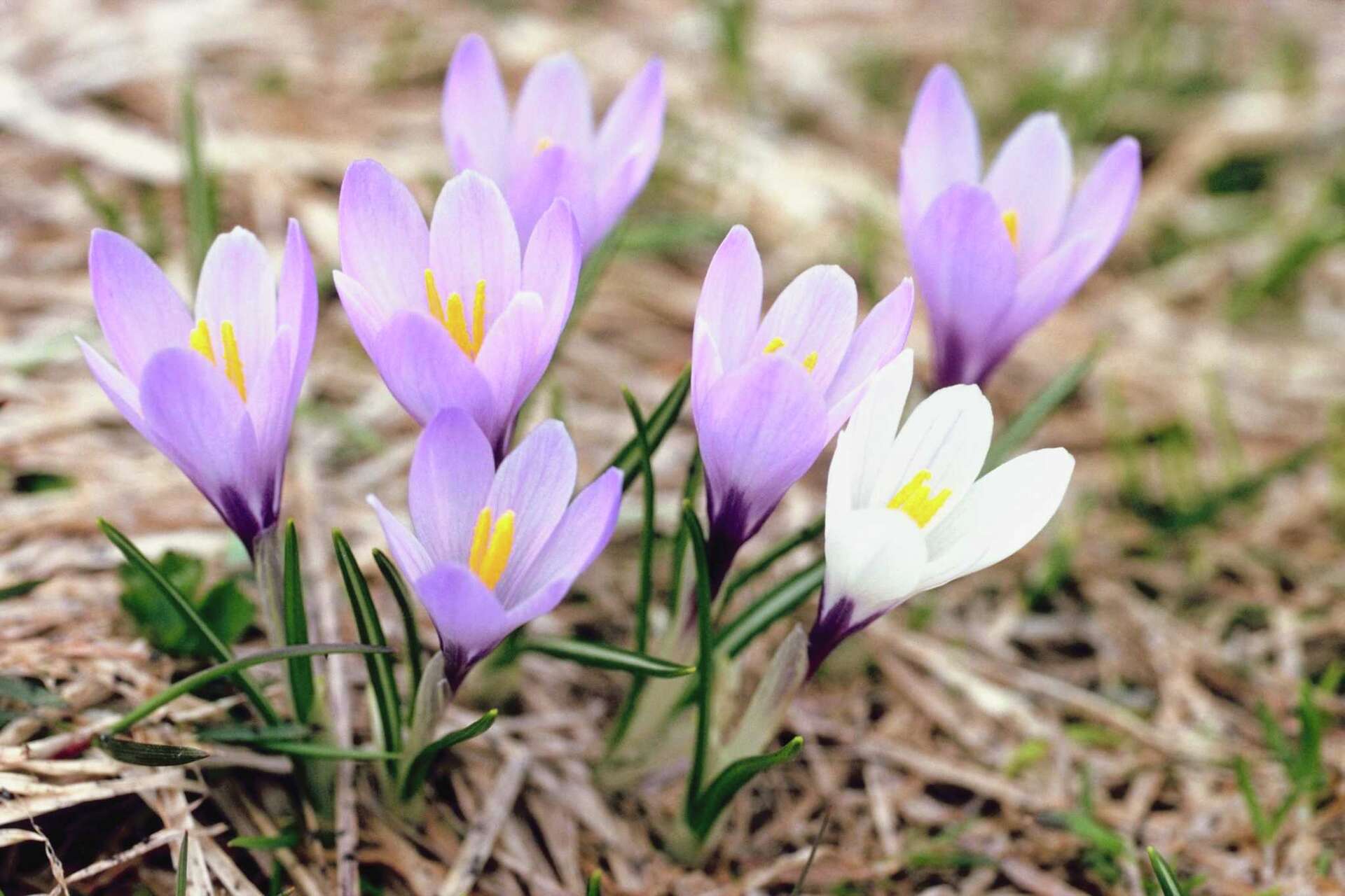 How Often Should You Water Crocus?