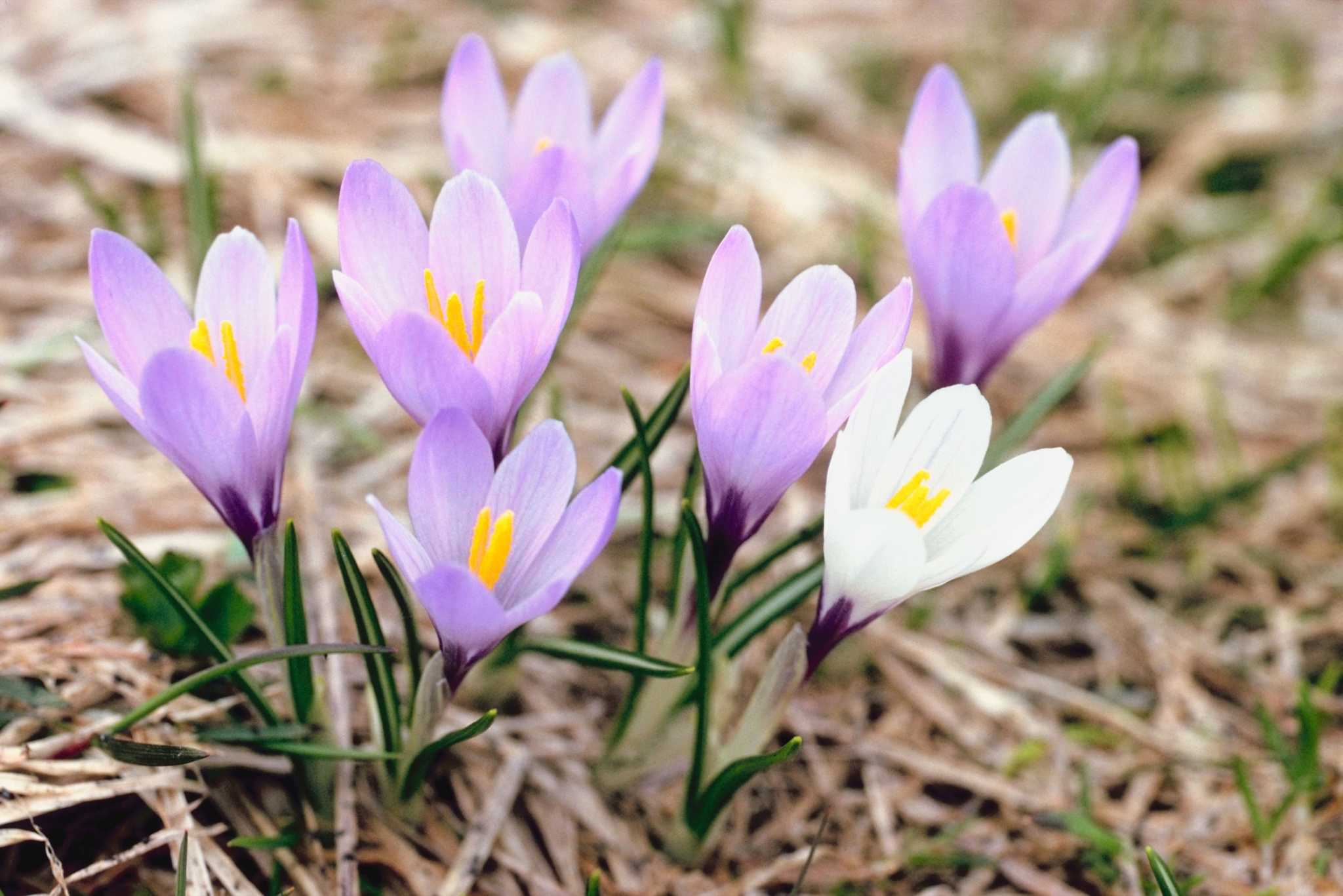 How to Grow Crocus in Zone 9