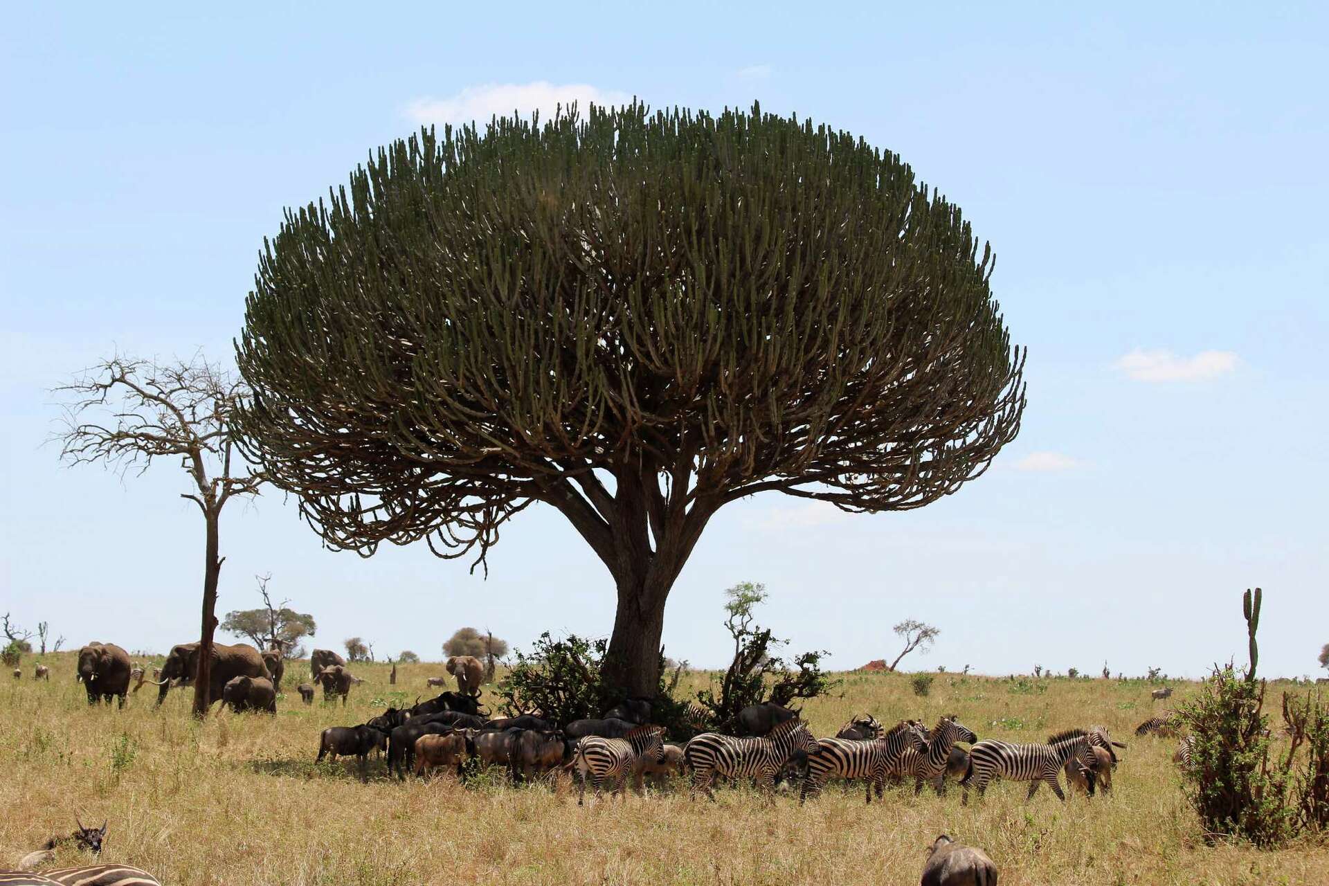 How to Care for an African Milk Tree
