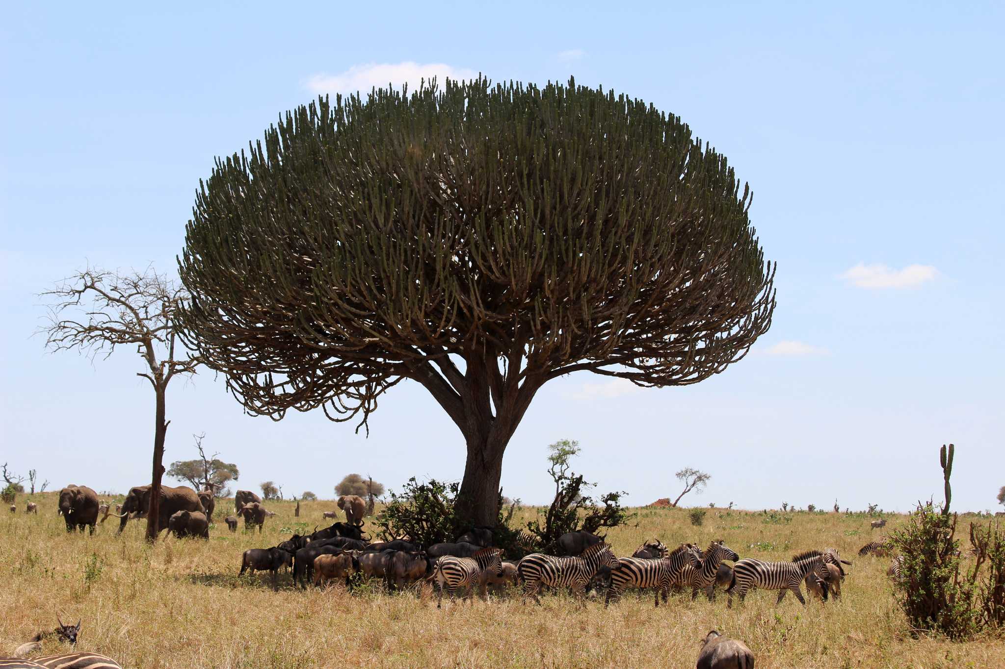 How to Care for an African Milk Tree