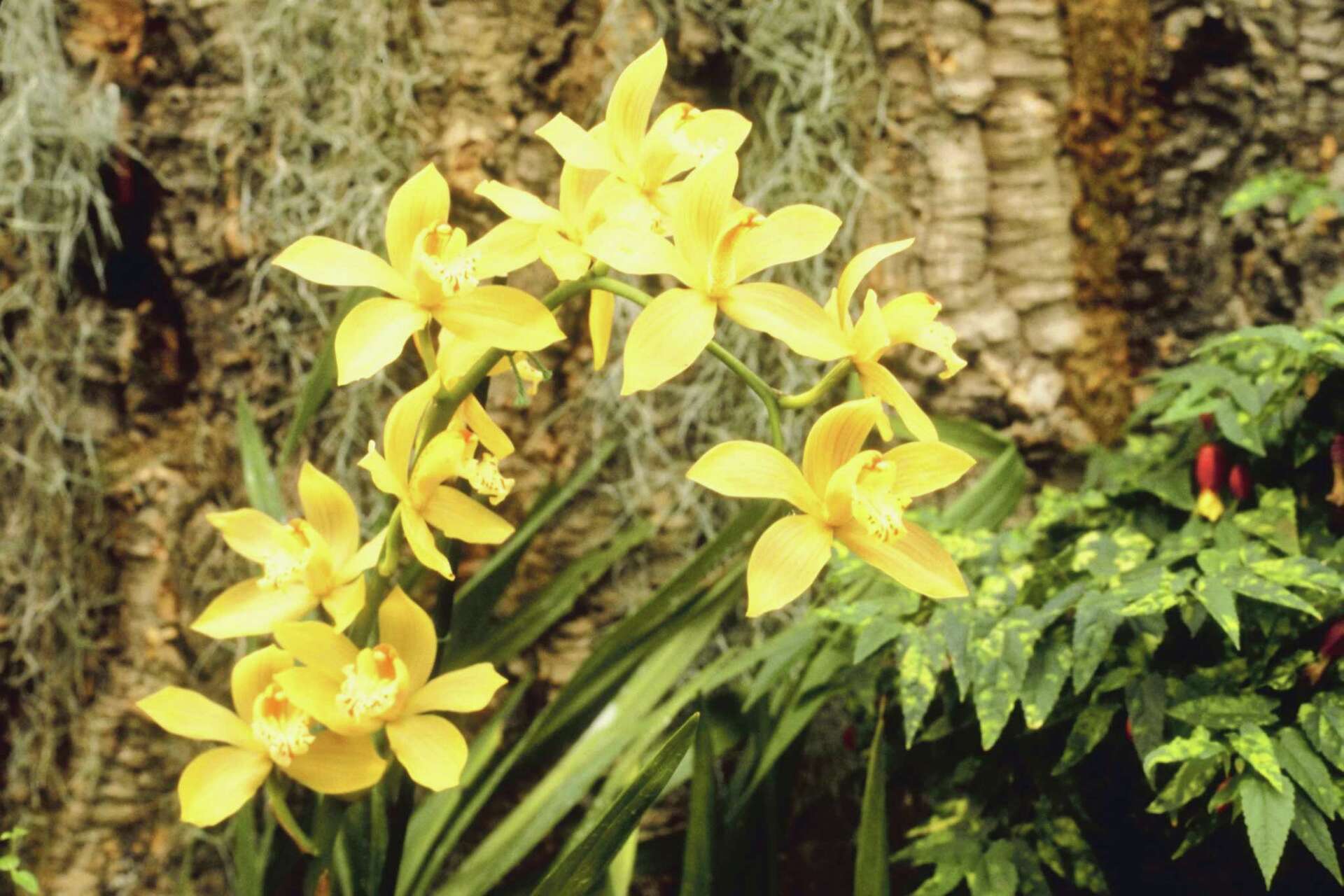 How to Grow Orange Mini-Cymbidium Orchids