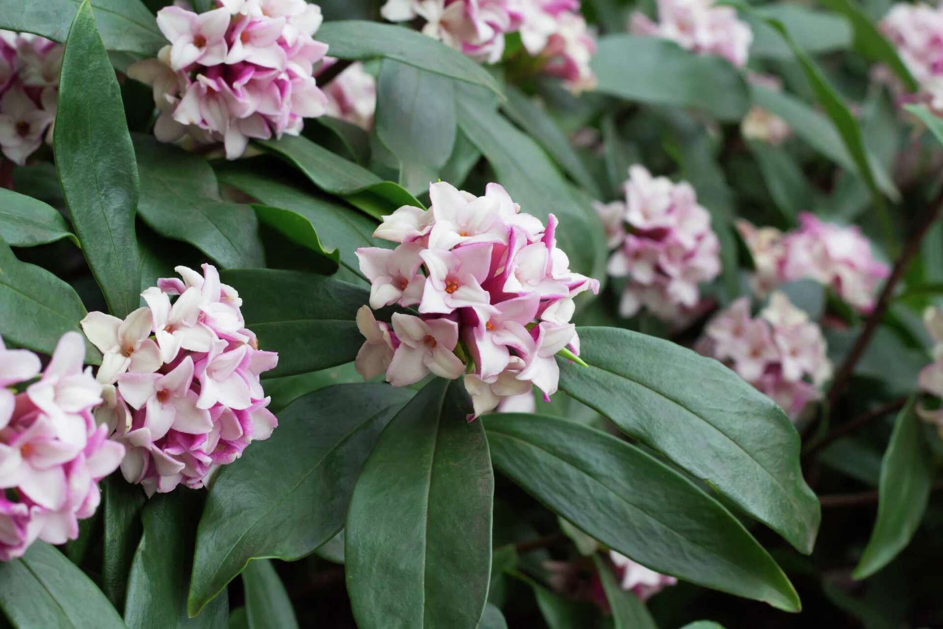 How to Grow Daphne From Cuttings