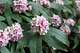 How to Grow Daphne From Cuttings