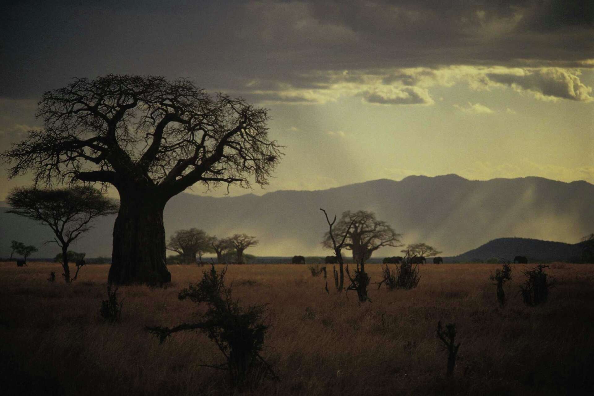 How to Care for a Baobab Bonsai
