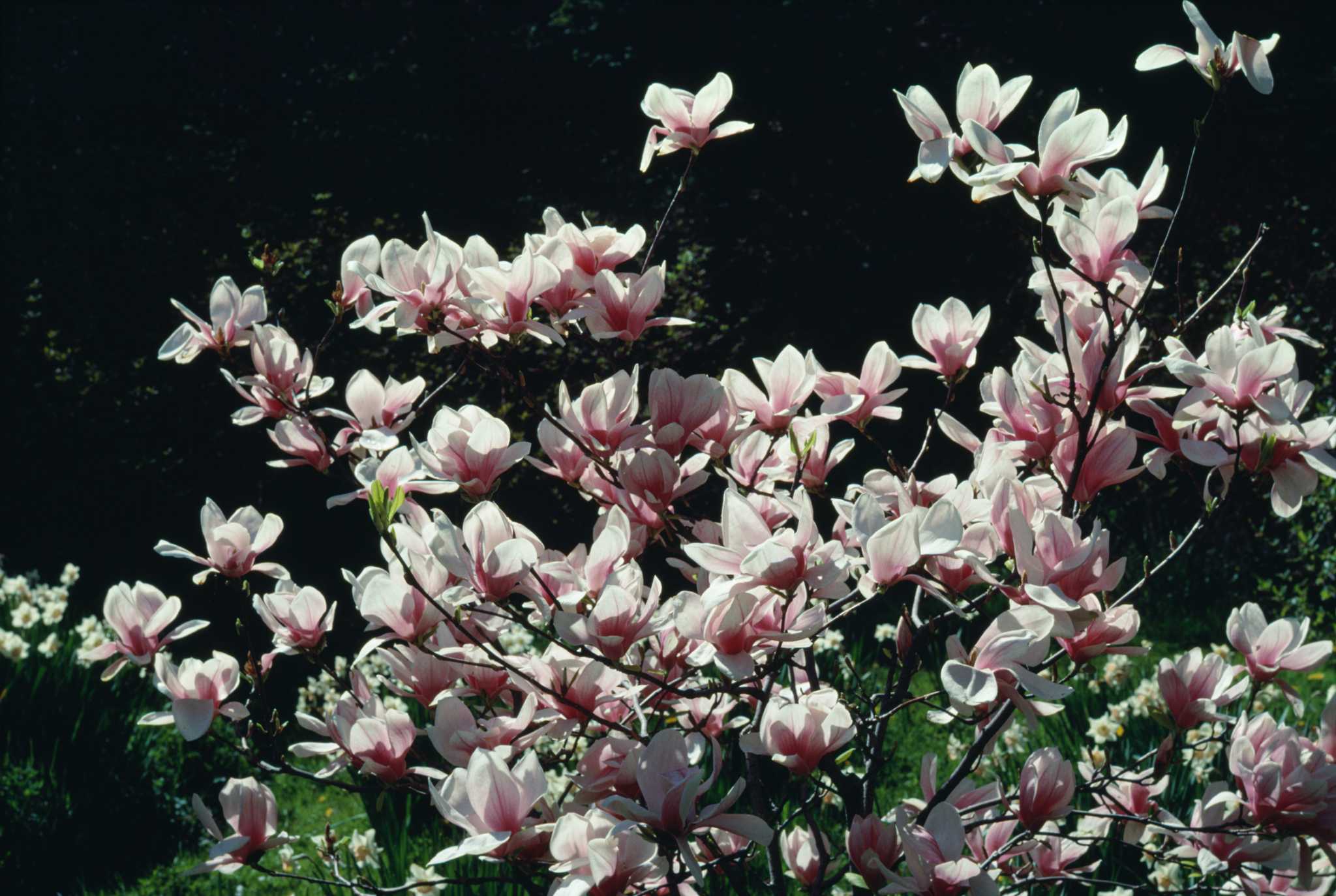 How to Grow Dwarf Magnolia Grandiflora in a Container