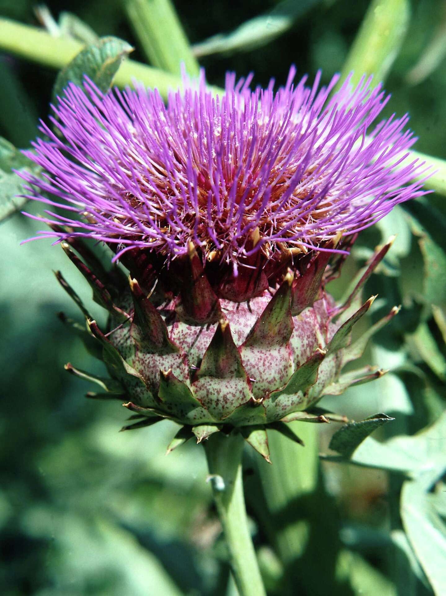 How to Harvest Seeds From the Milk Thistle Plant