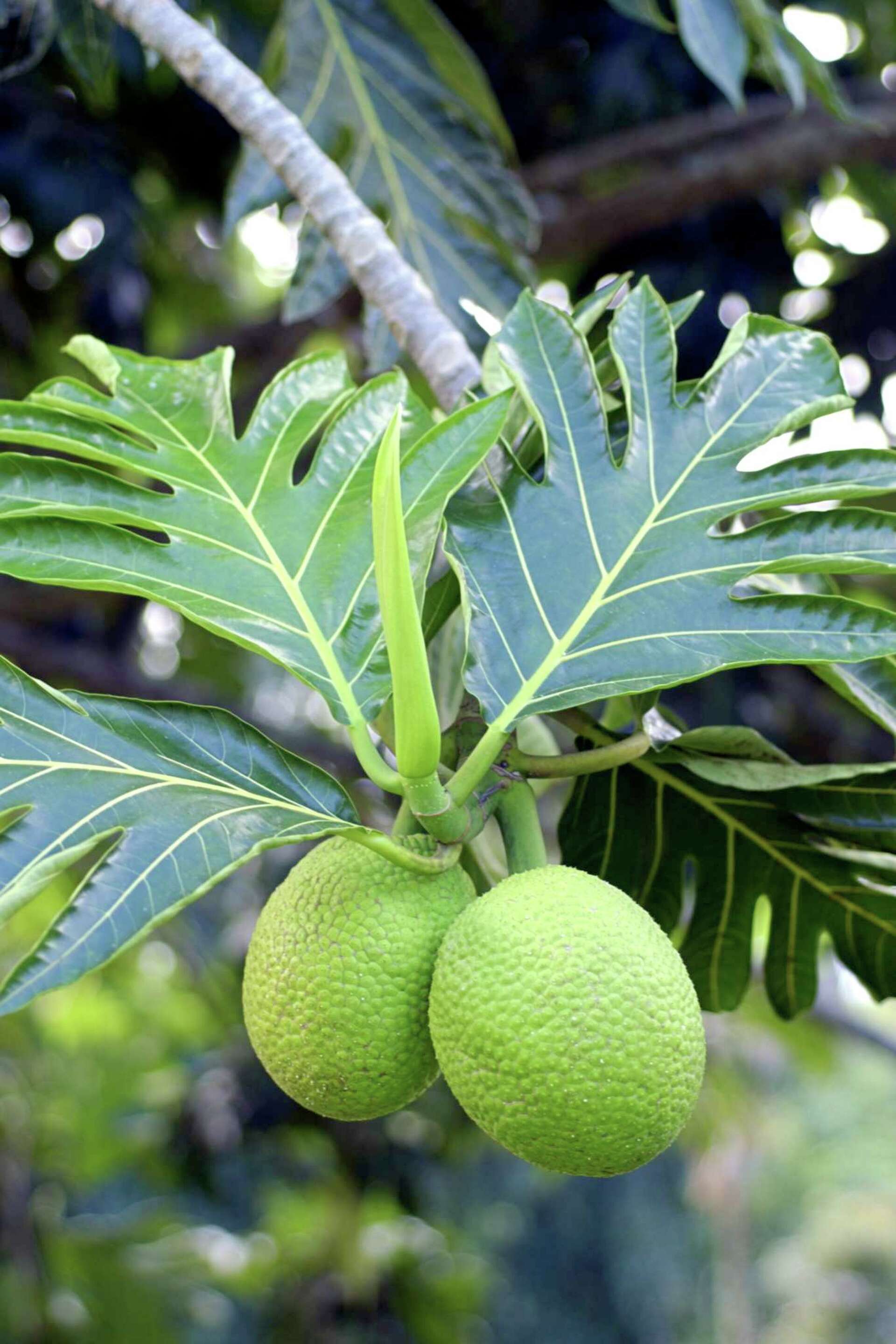 How to Care for a Breadfruit Tree