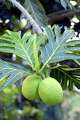 How to Care for a Breadfruit Tree