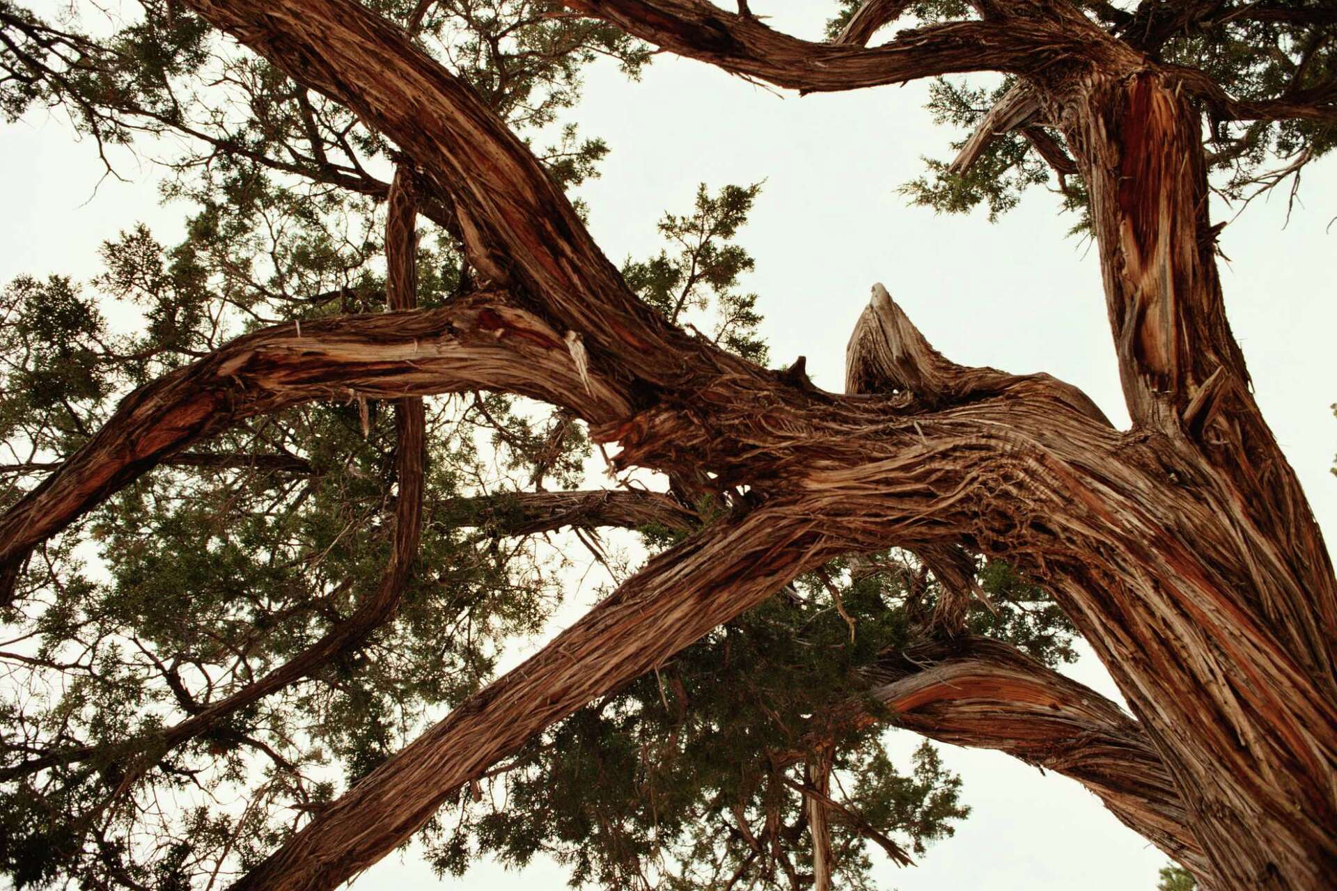 How to Care for Broken Tree Branches