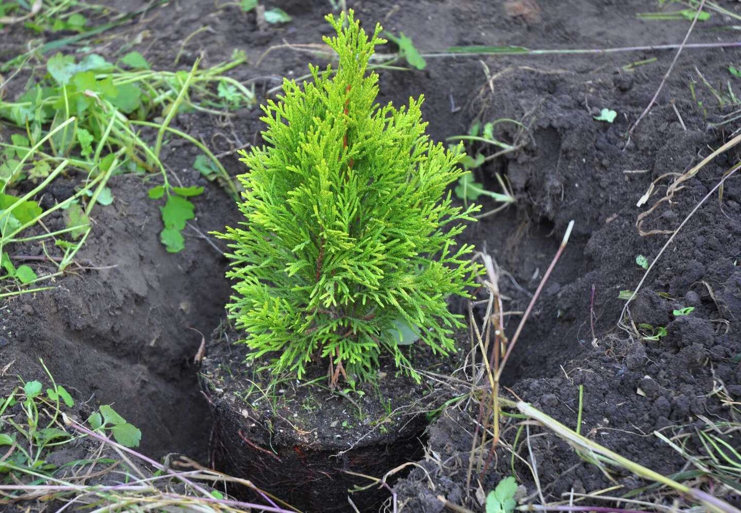 How to Grow "Emerald Green" Arborvitae in a Pot