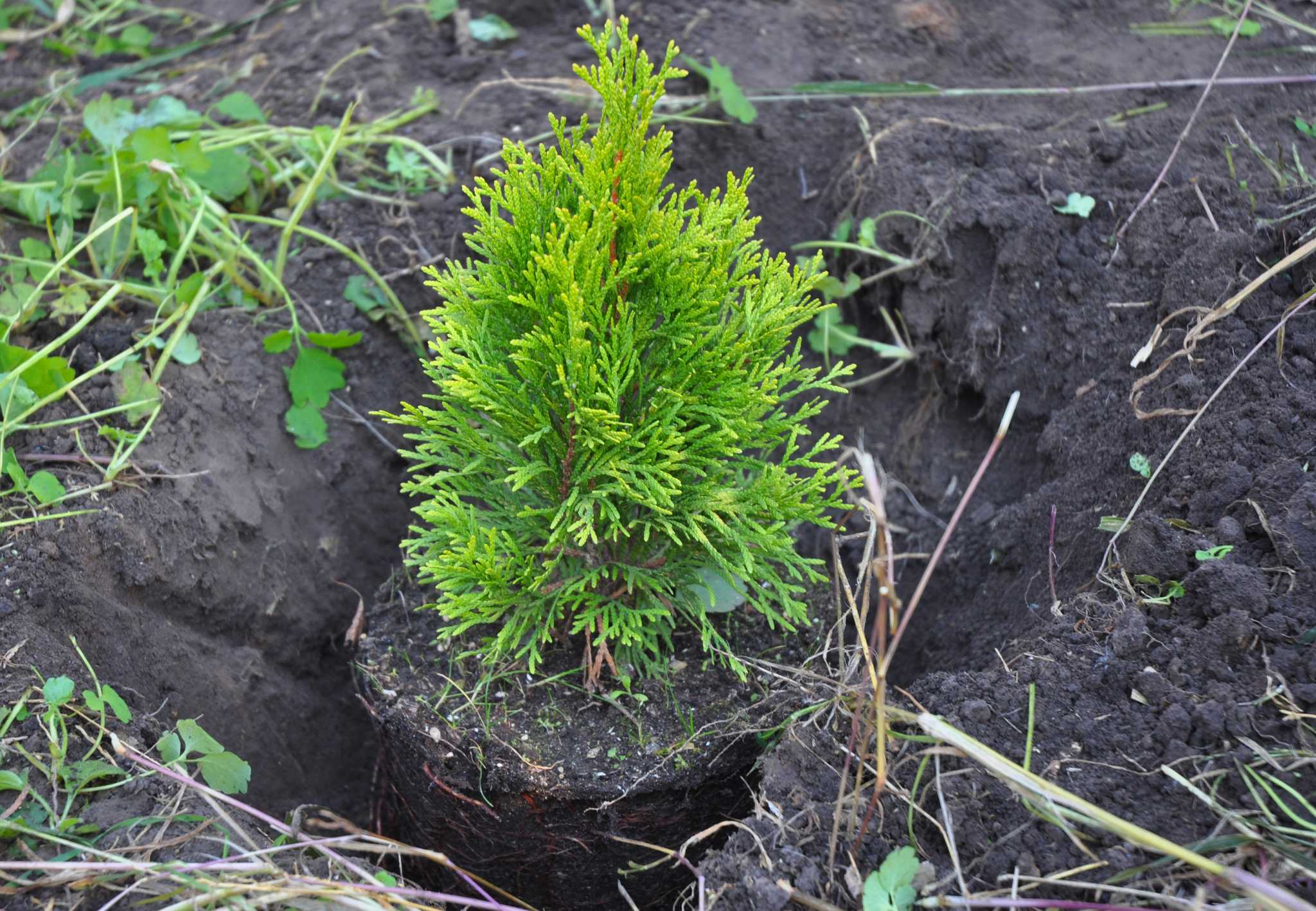 How to Grow "Emerald Green" Arborvitae in a Pot