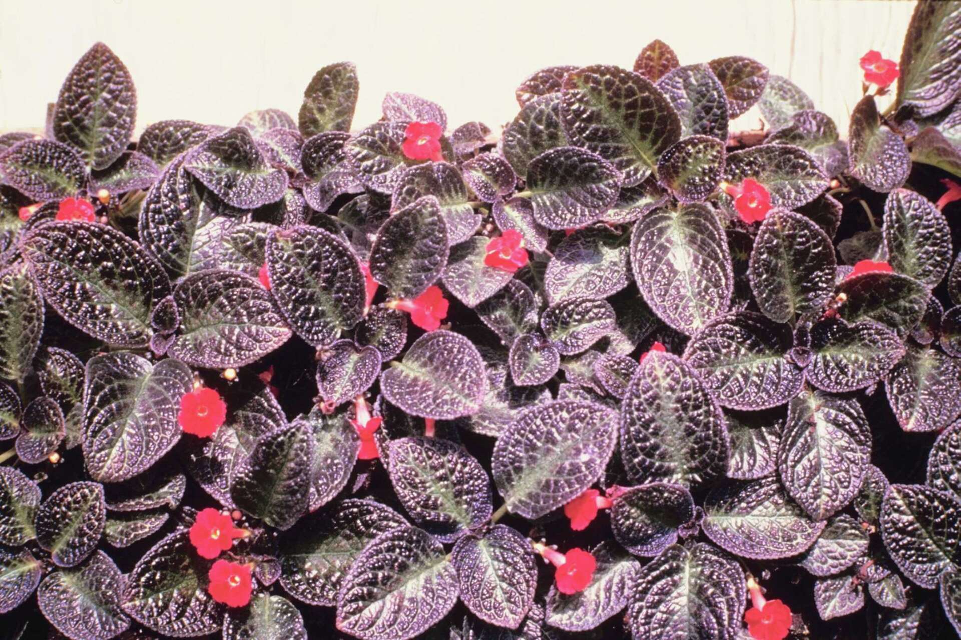 How to Grow Episcia