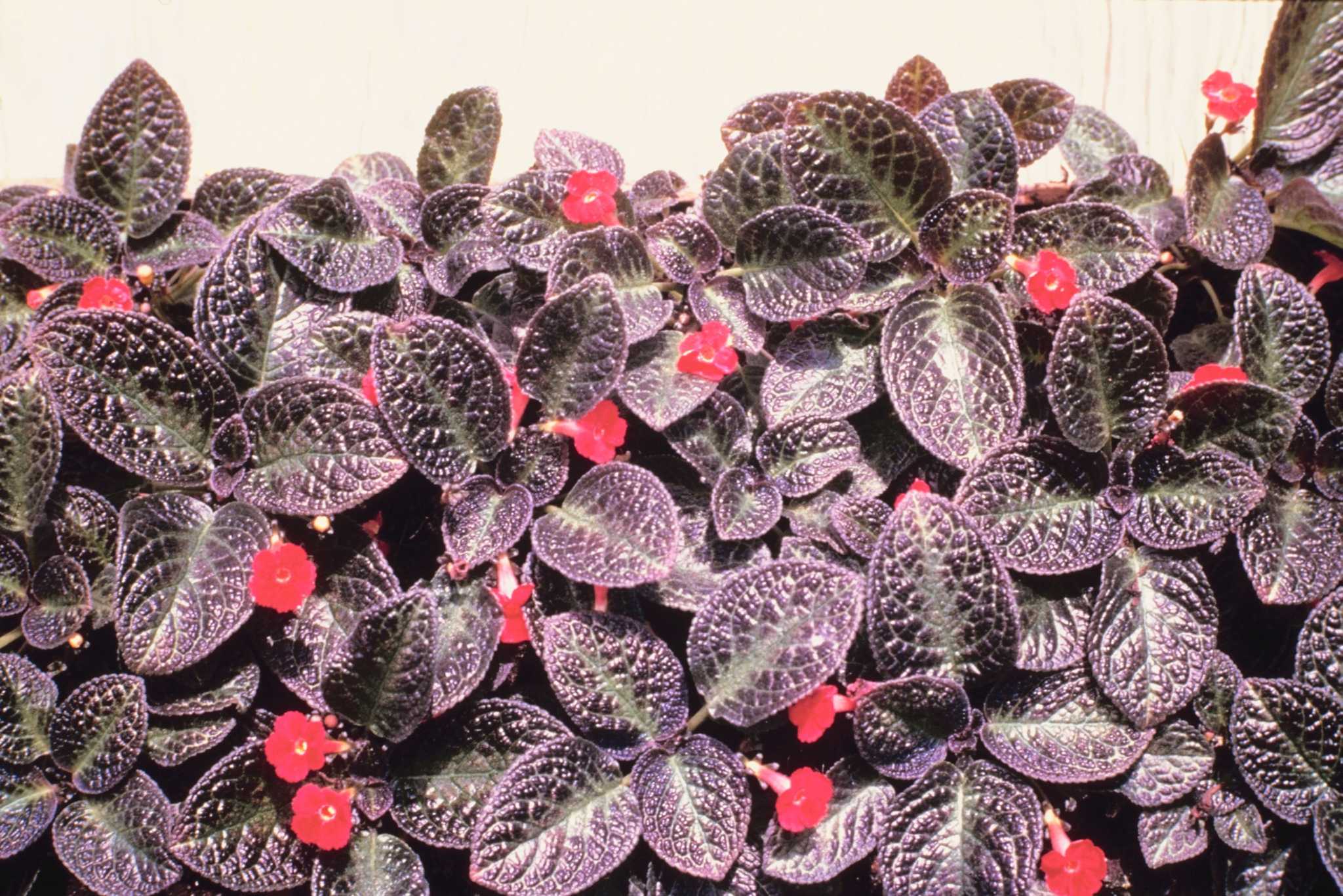How to Grow Episcia