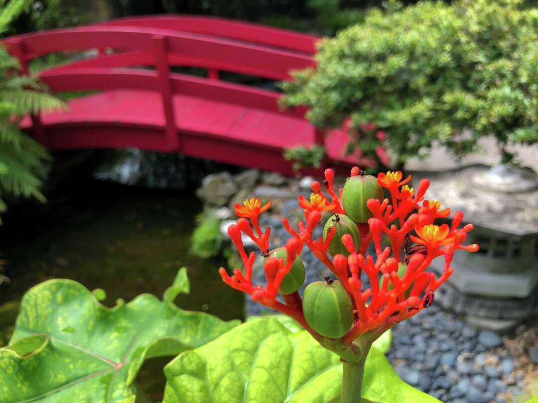 How to Care for Buddha Belly Plants