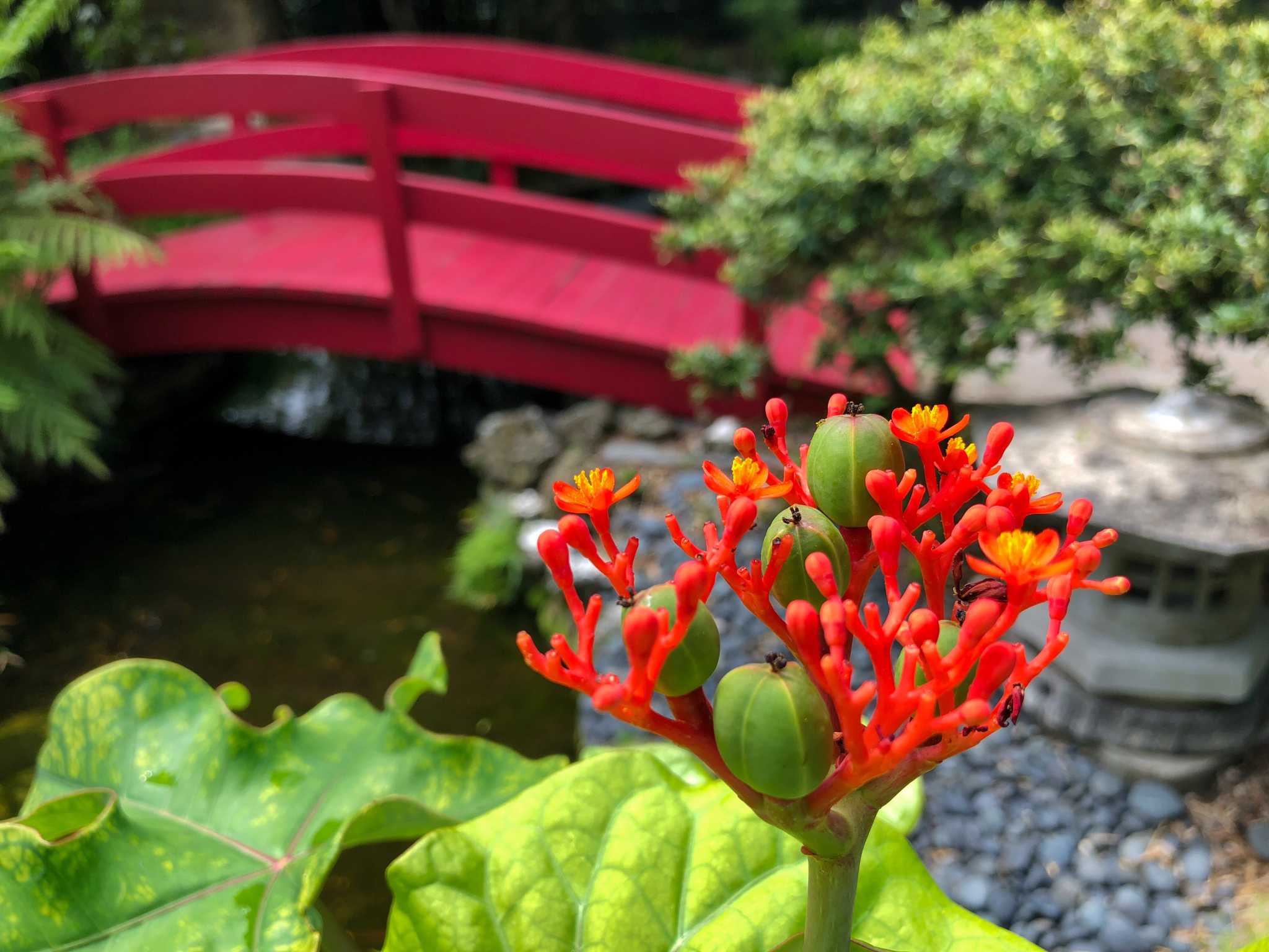 How to Care for Buddha Belly Plants