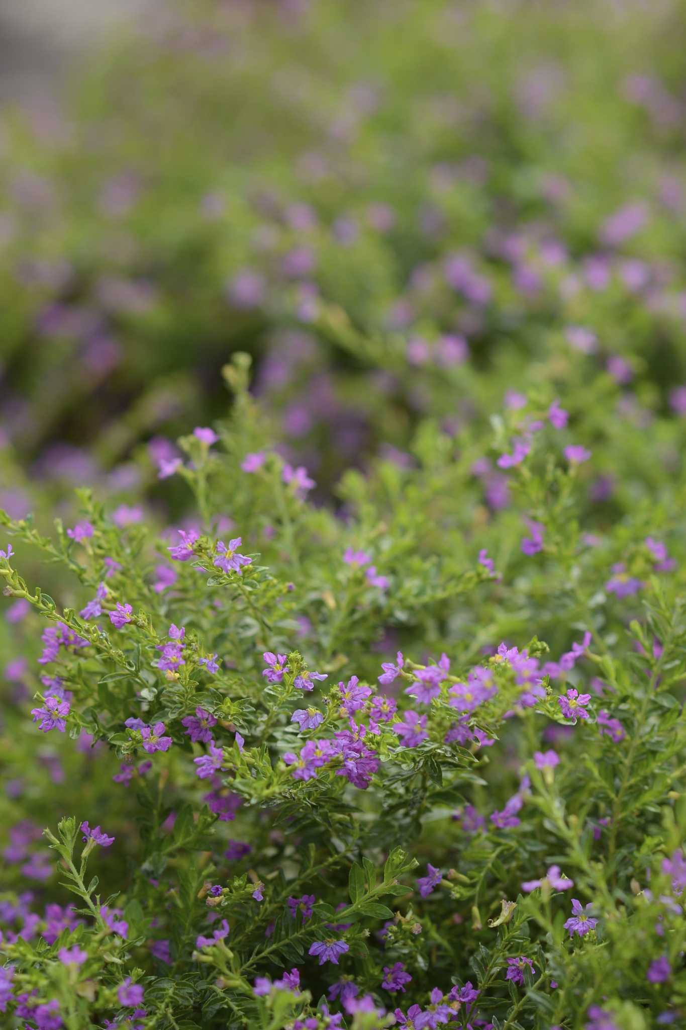 How to Grow False Heather Indoors