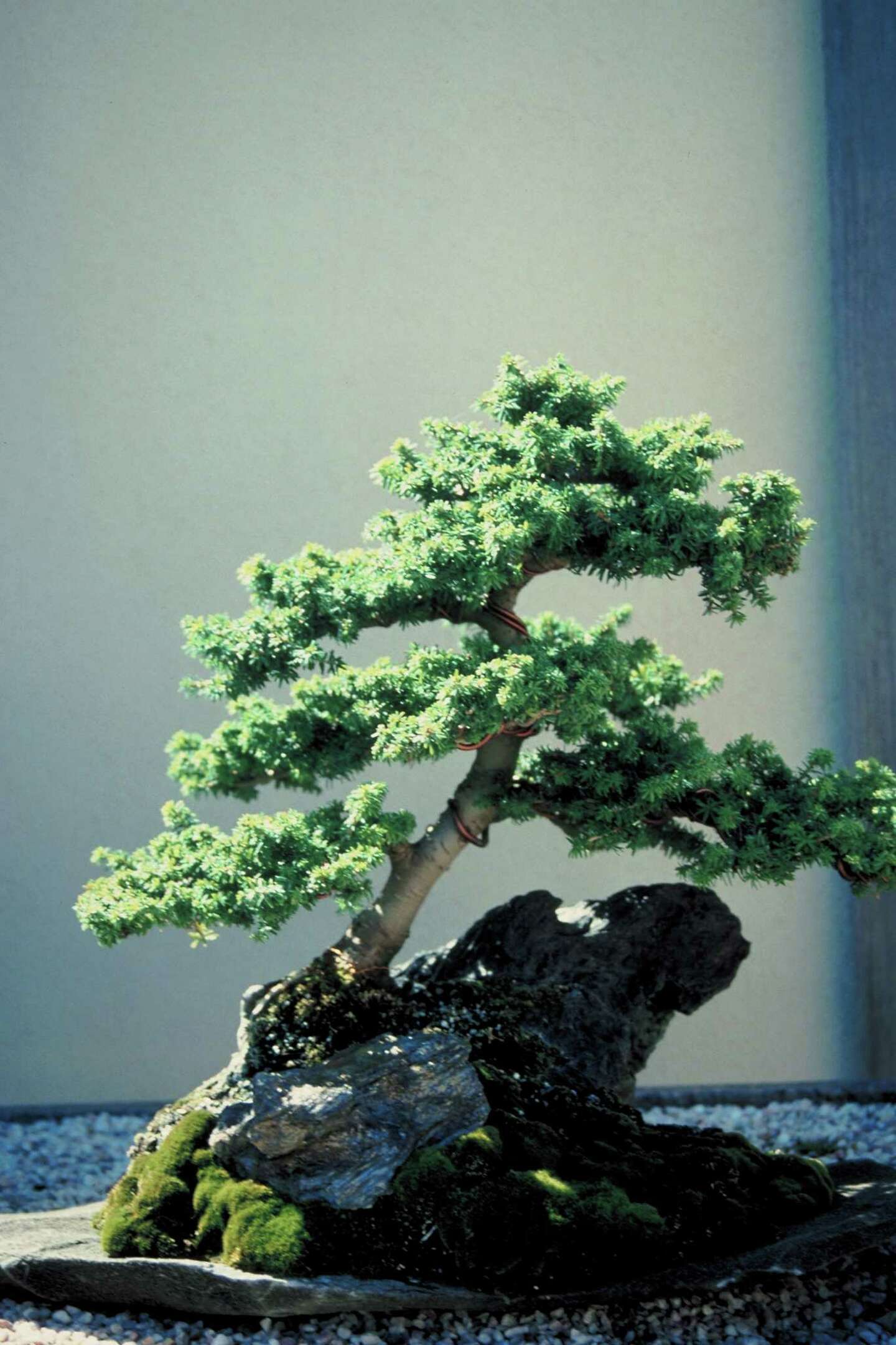 How to Care for a Canadian Hemlock Bonsai