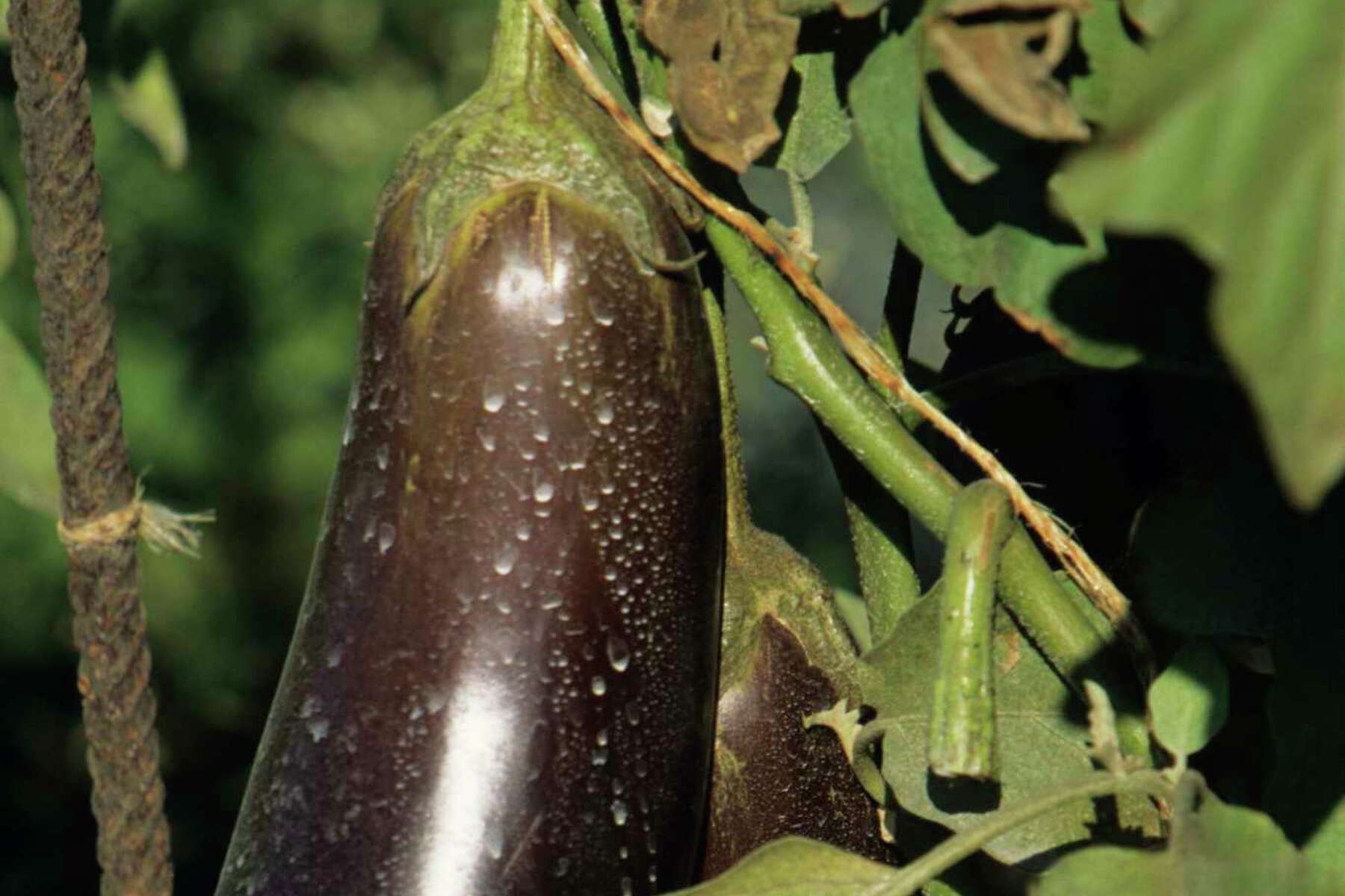 Eggplant Stem
