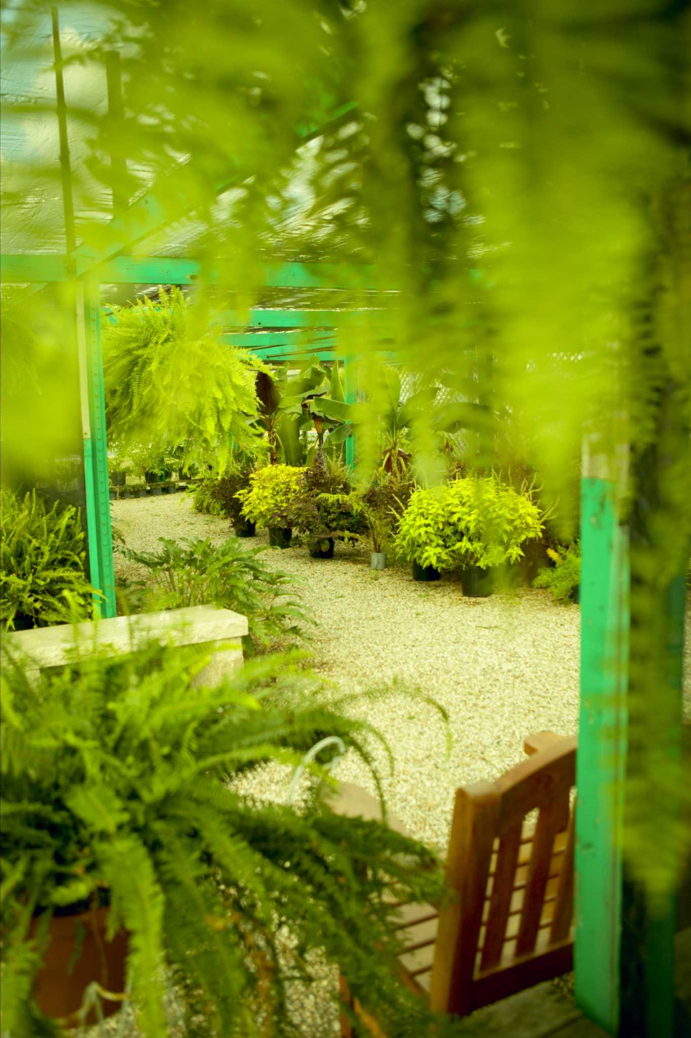 How to Grow Ferns in a Greenhouse