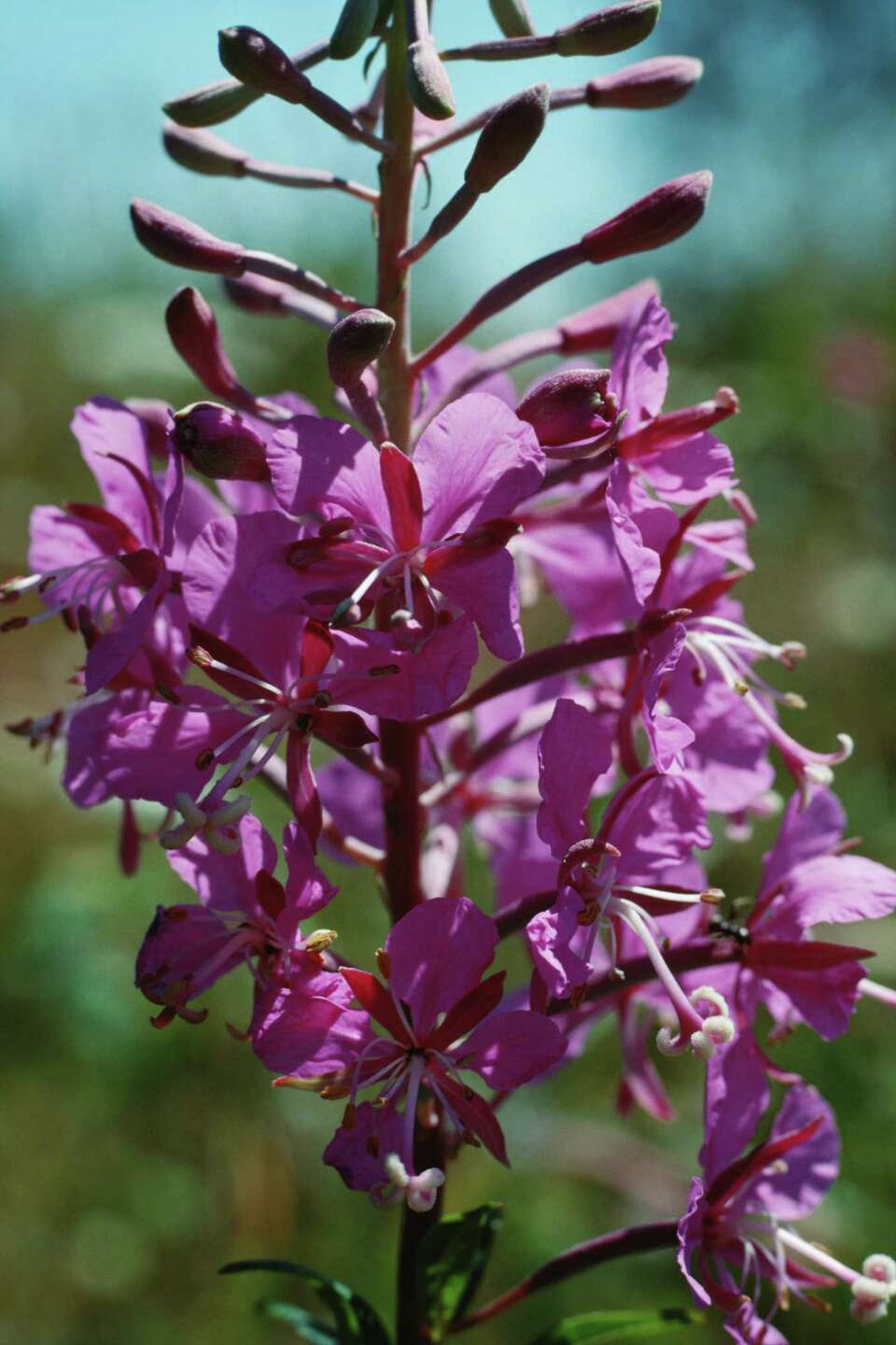 How to Grow Fireweed