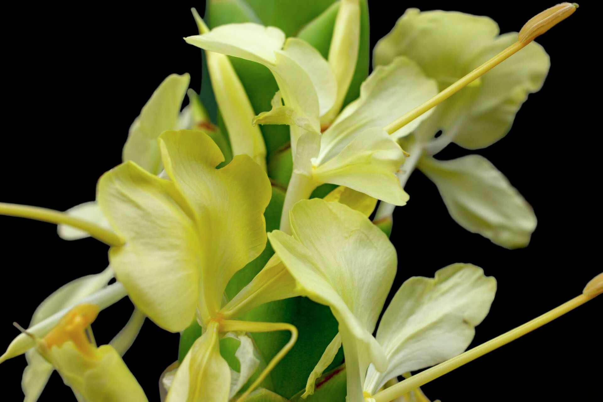 How to Grow Flowering Ginger