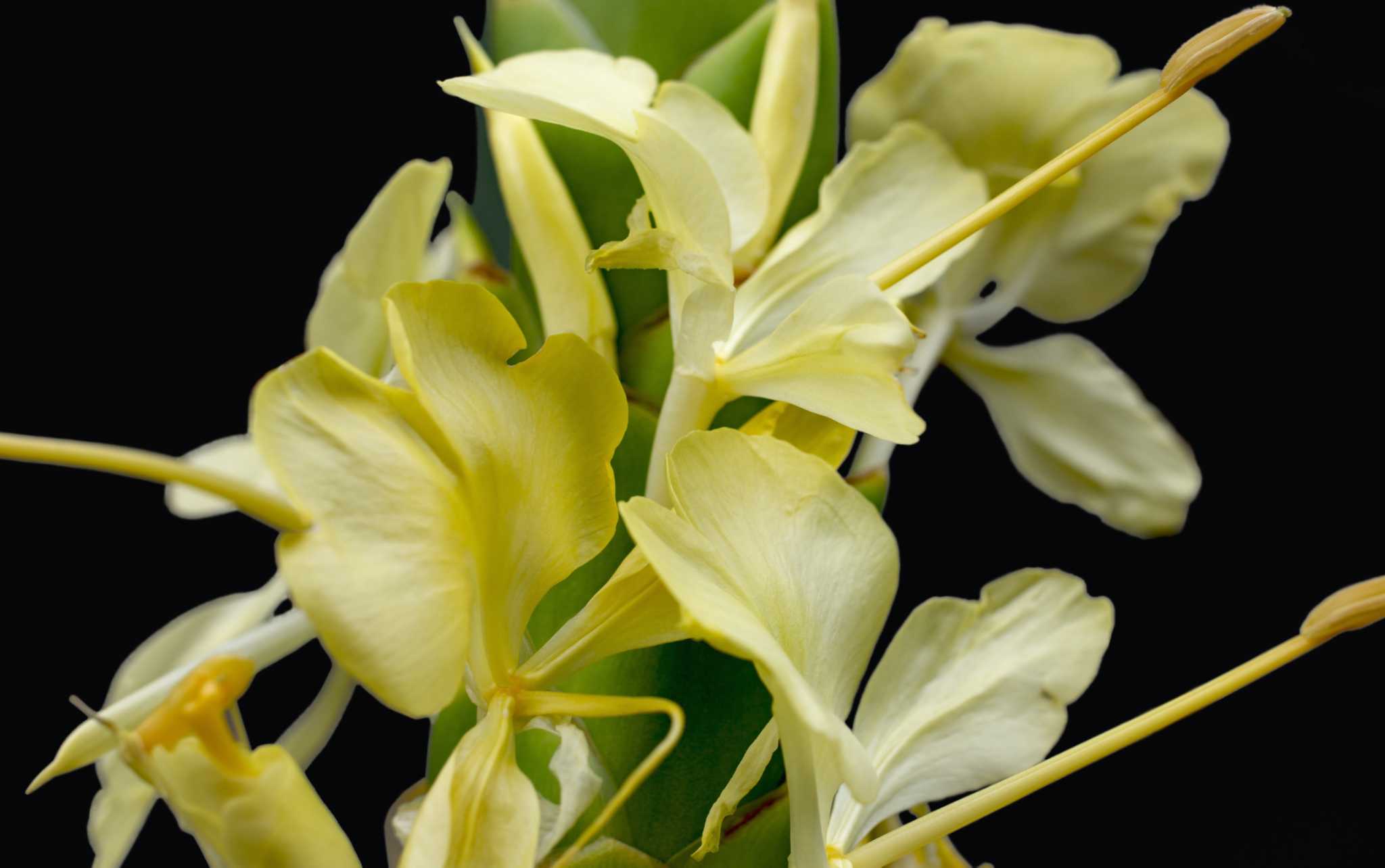 How to Grow Flowering Ginger