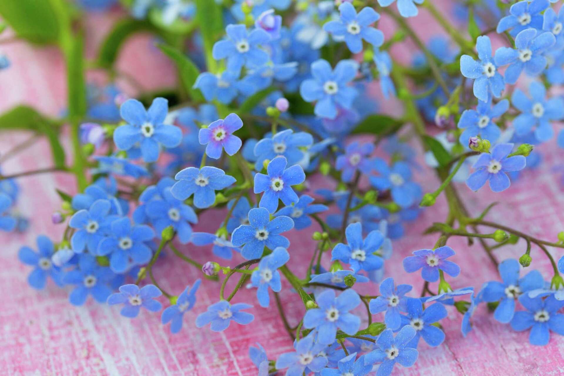 How to Grow Forget-Me-Nots Indoors