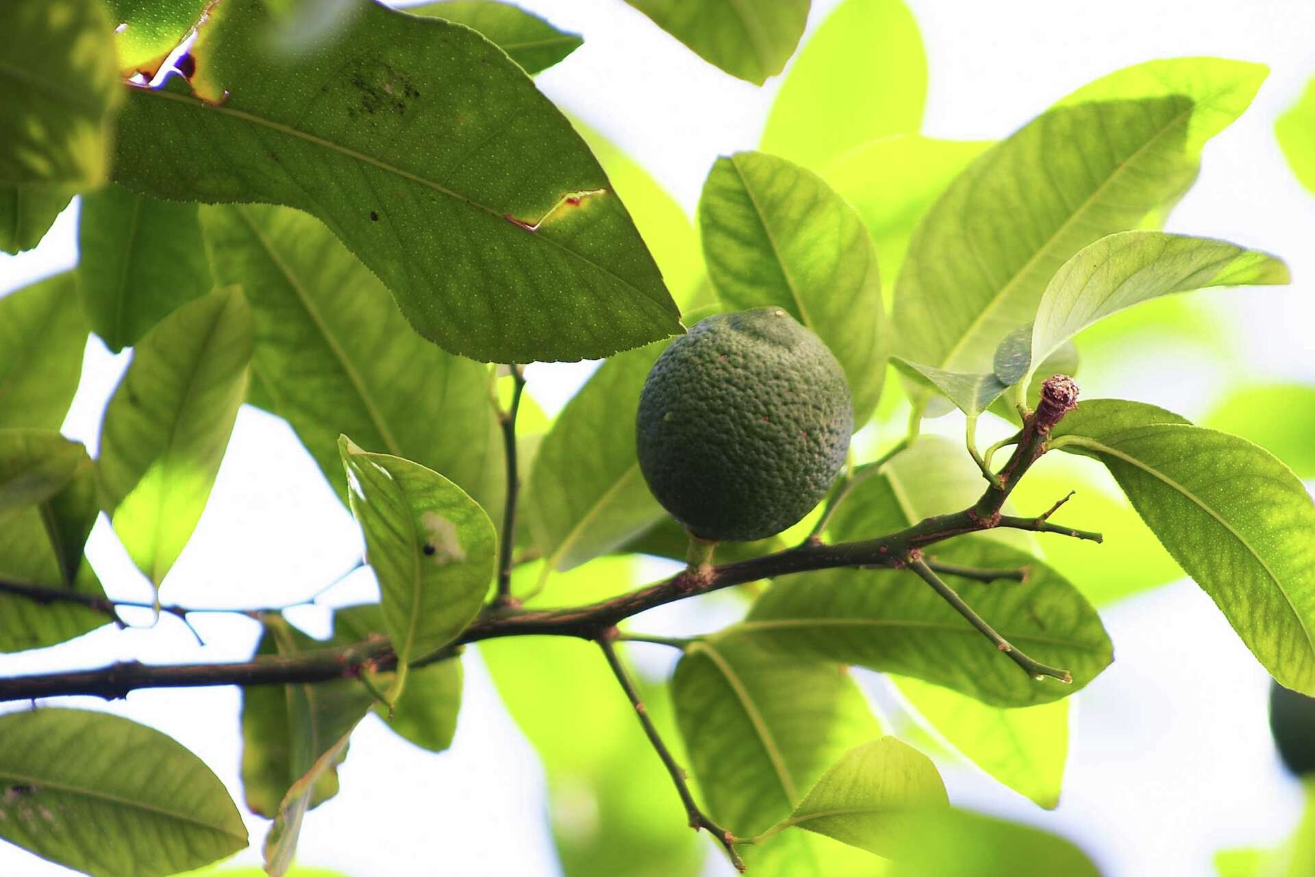 How to Care for Citrus Roots