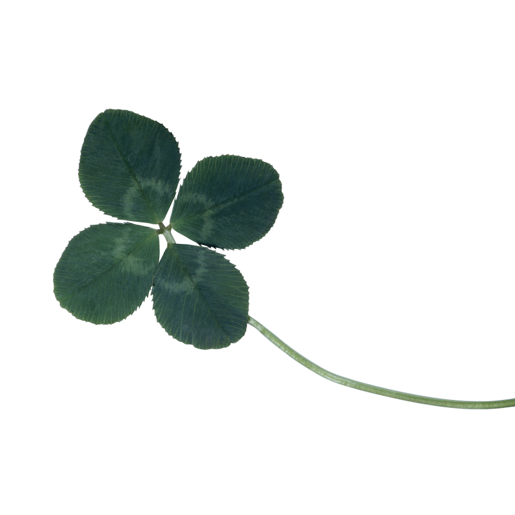 How to Care for Clover