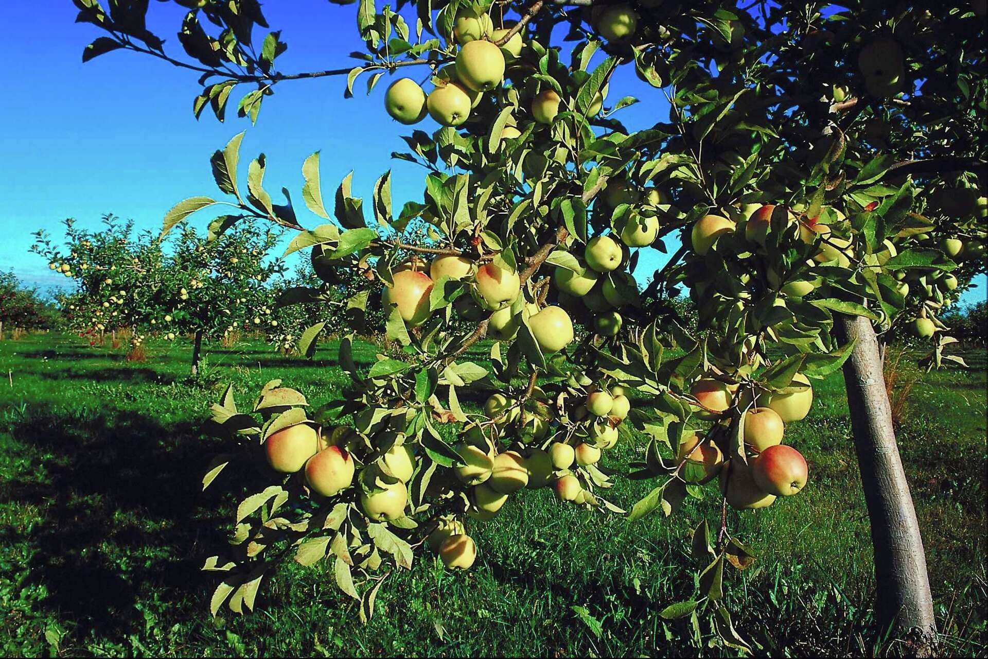 How to Grow Fuji Apples in a Container