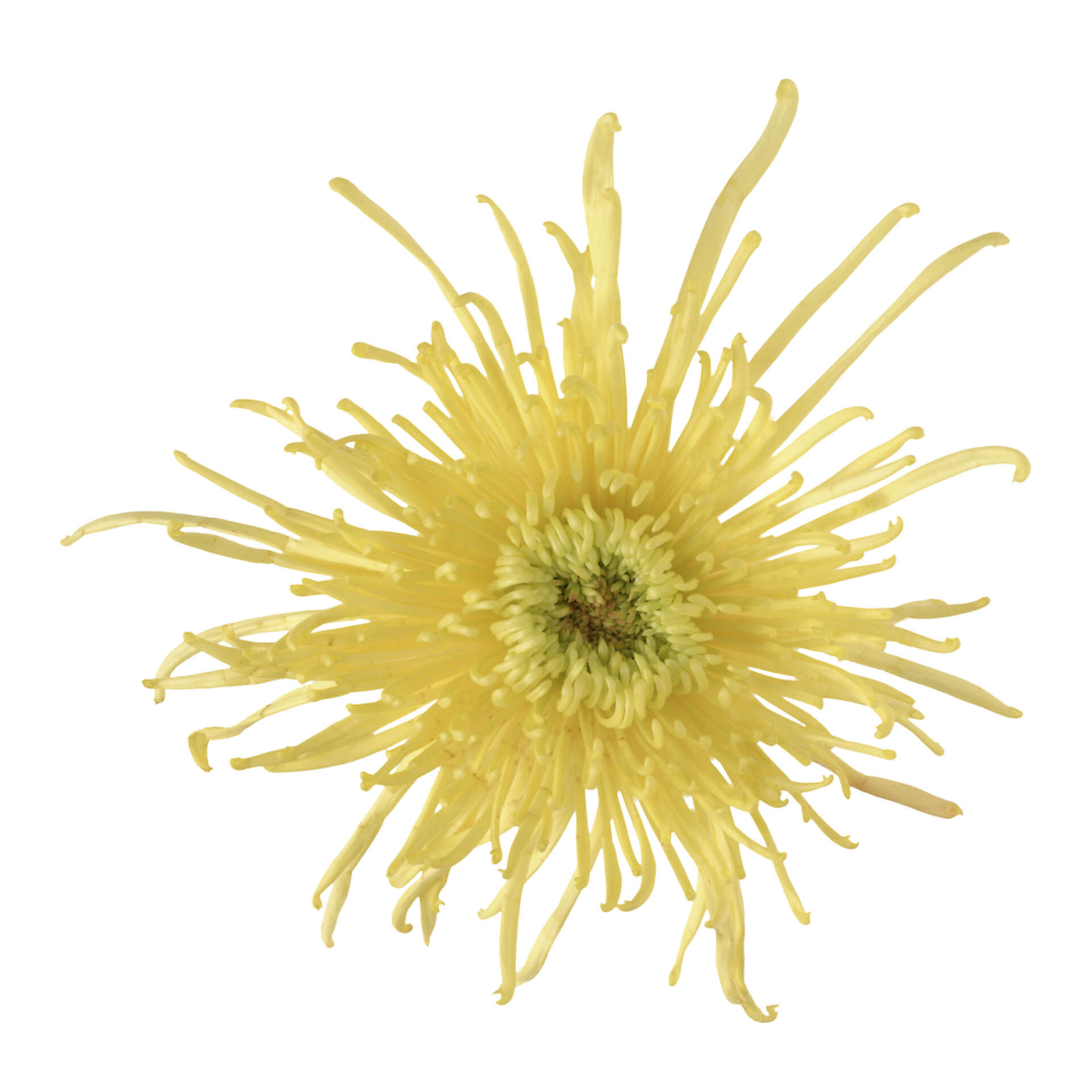 How to Grow a Fuji Mum