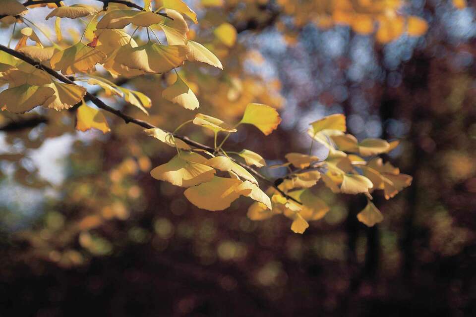 How to Grow a Ginkgo Sapling