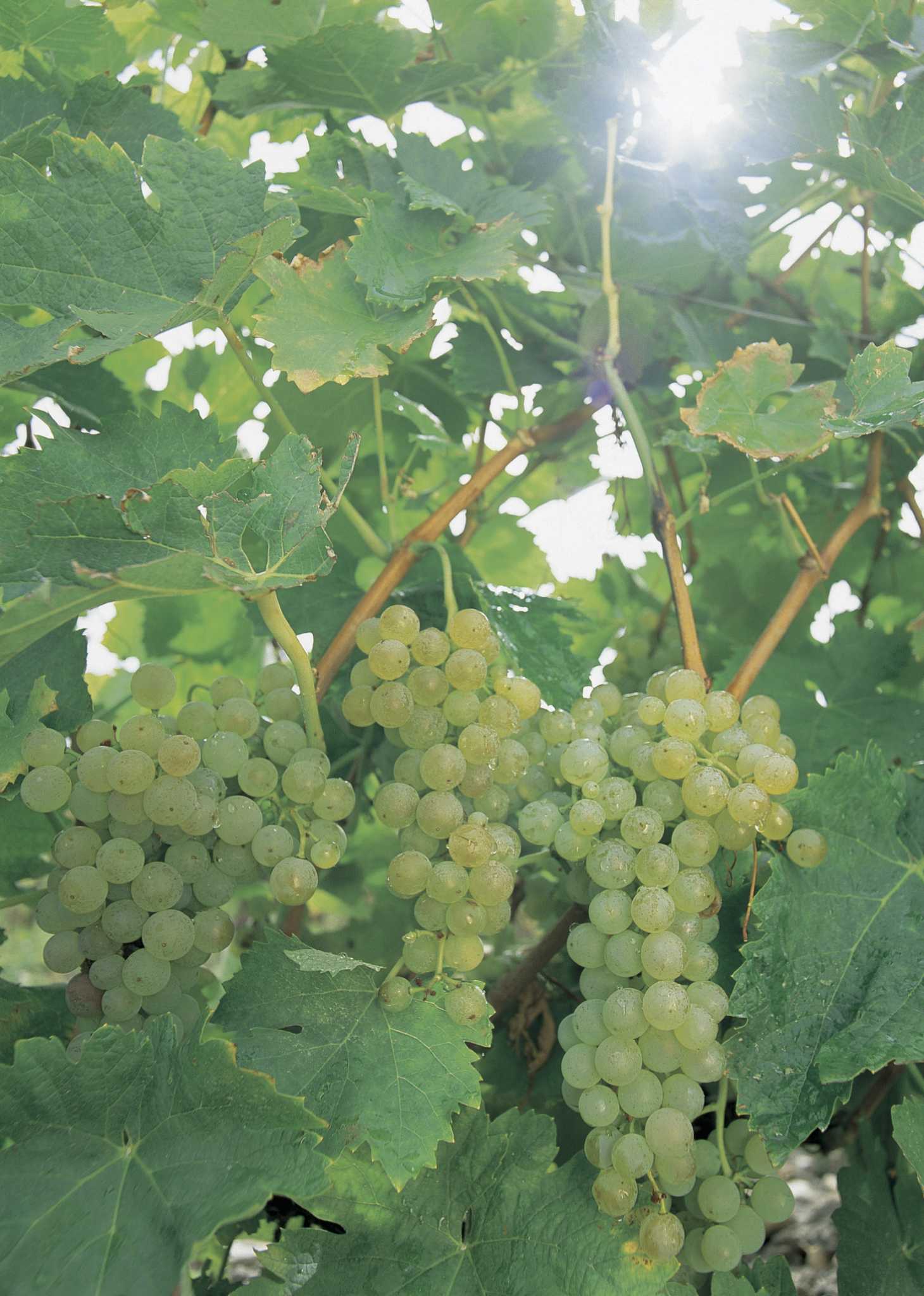 How to Grow Grapes As Bushes