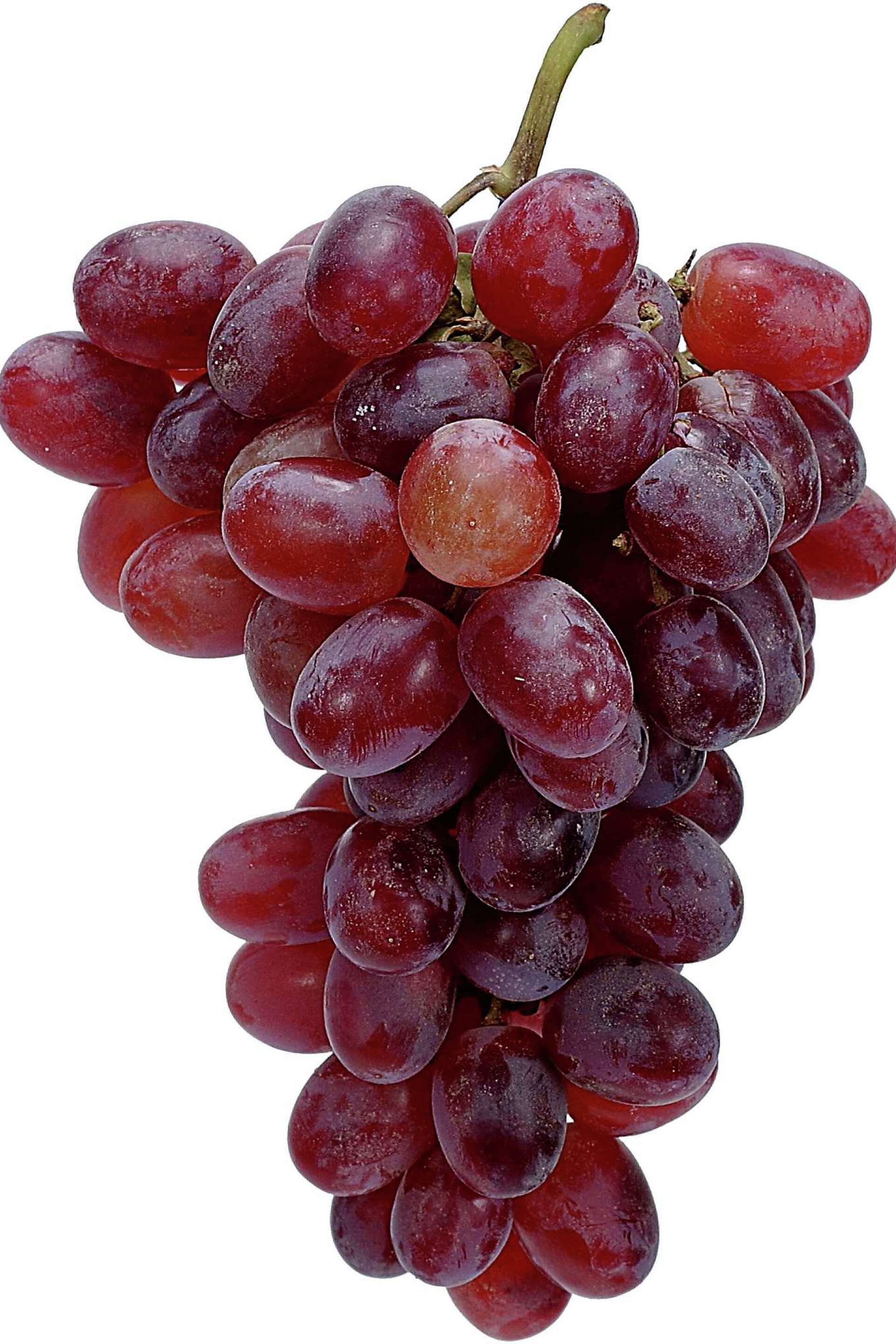 How to Grow Grapes in Mostly Shade