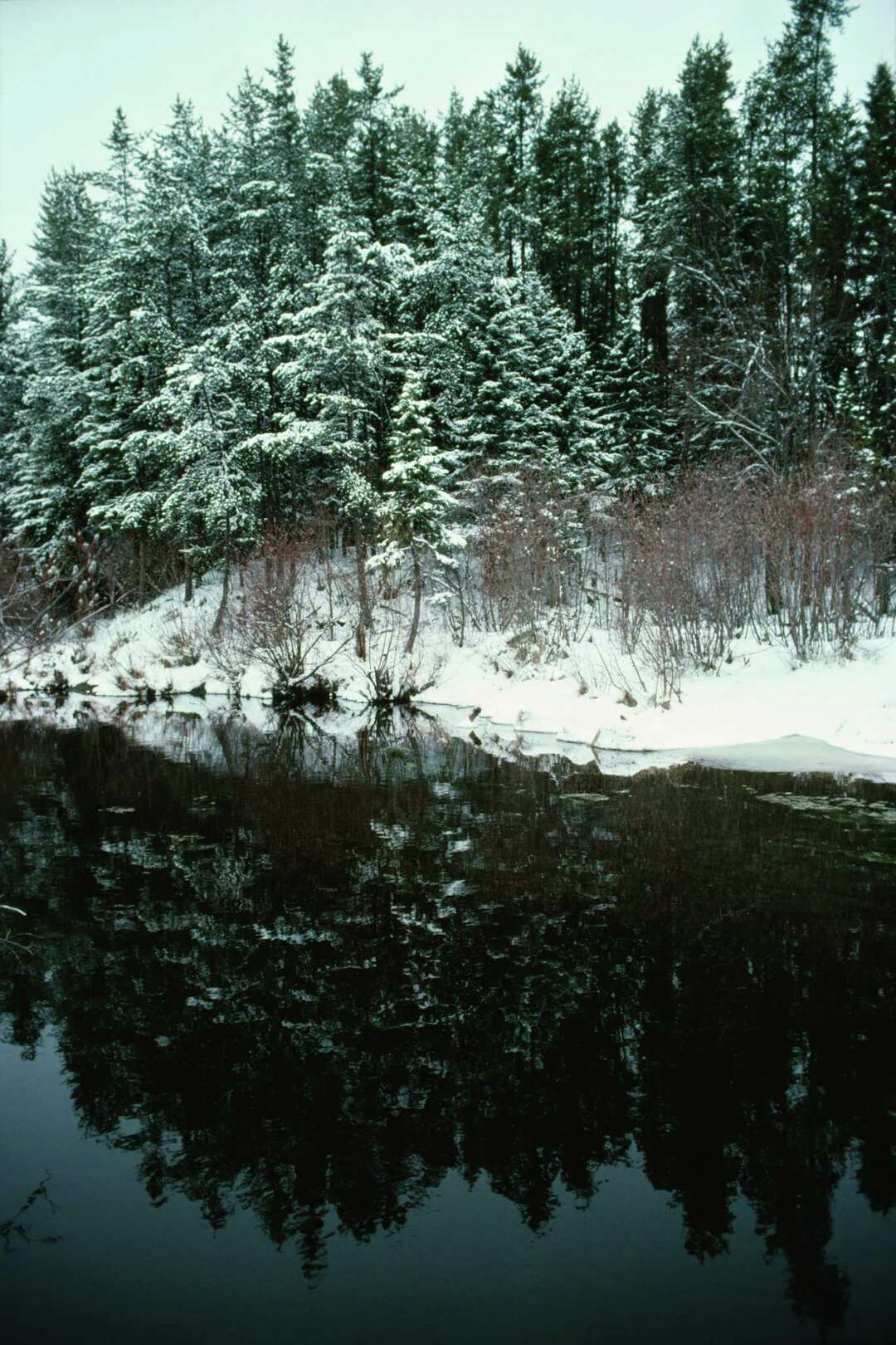 How to Care for a Diseased Blue Spruce Tree