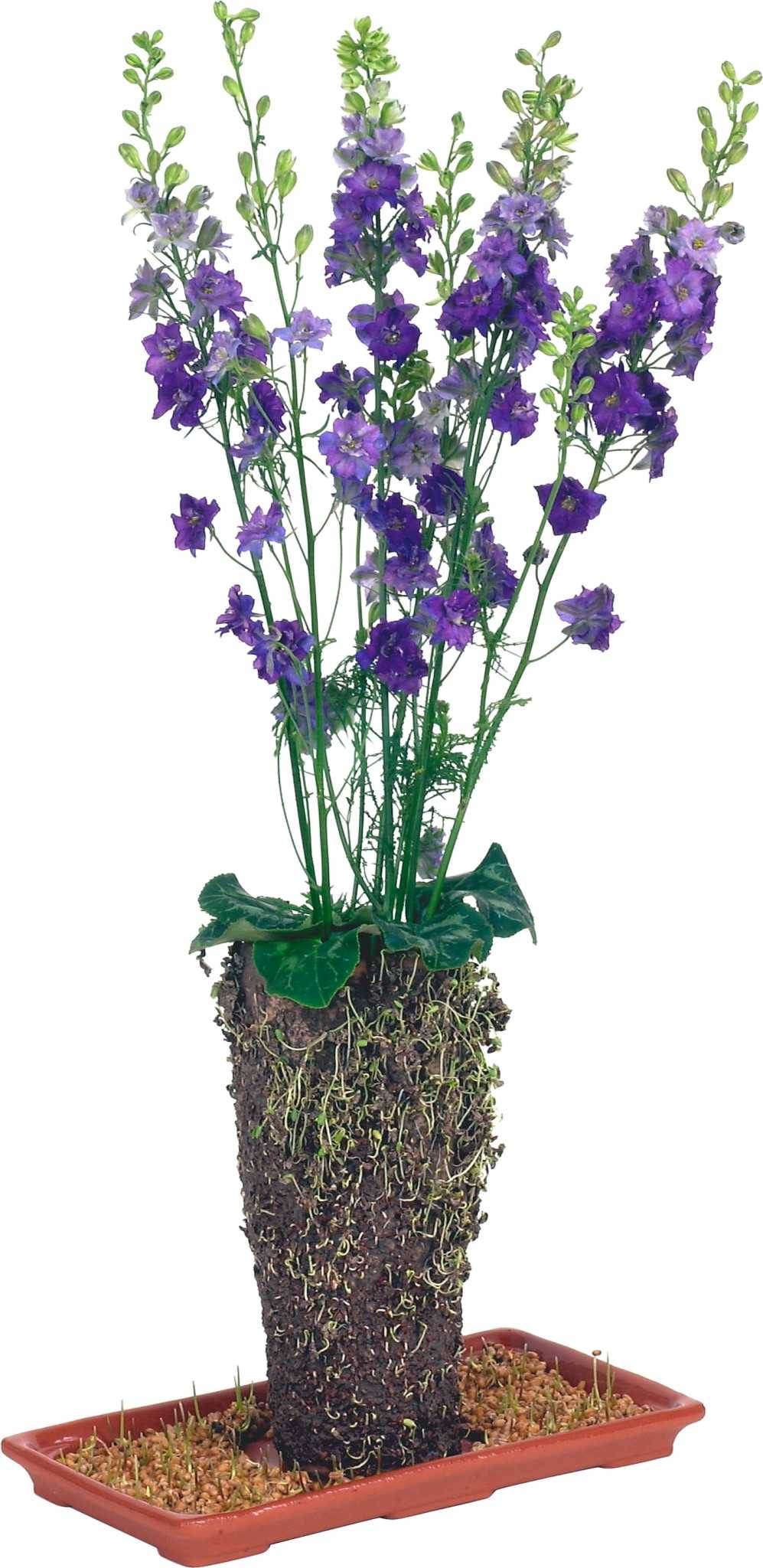 How to Care for Dormant Rootstock Plants