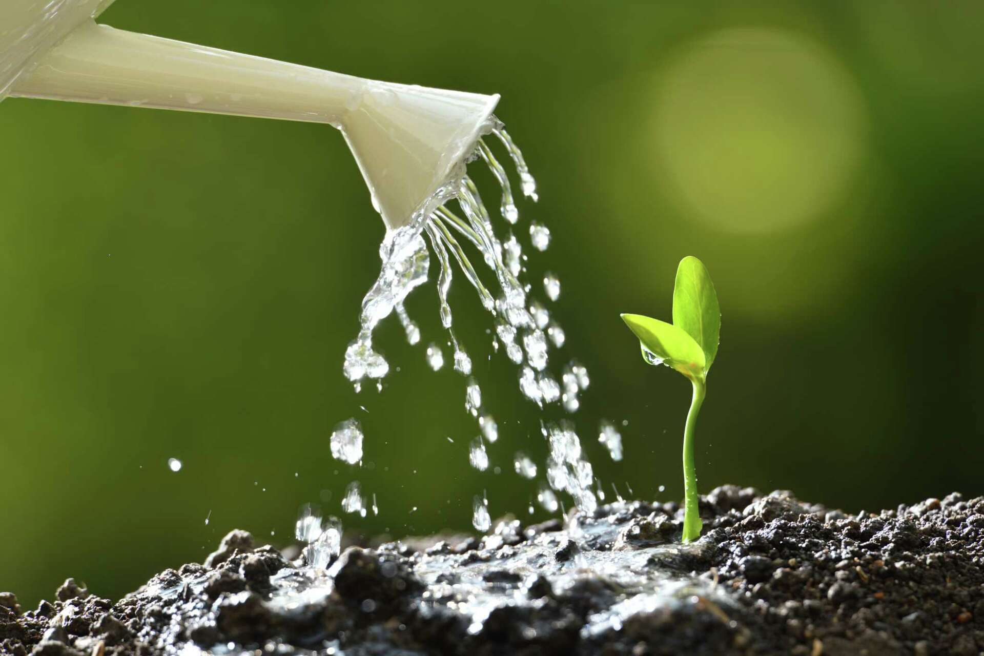 How Much Should Bean Plants Be Watered?