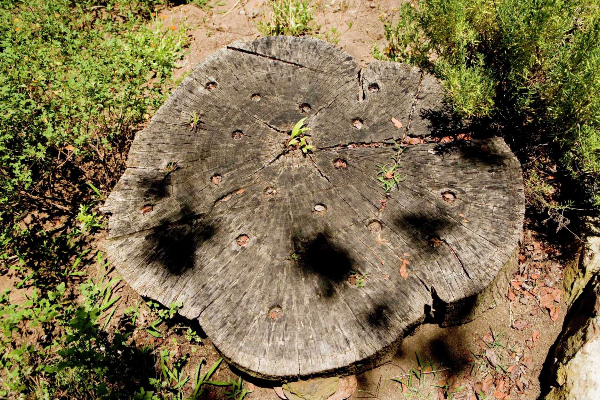 How to Grow Grass in Sawdust Ground