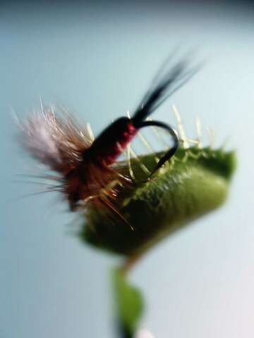 How to Care for a Dying Venus Flytrap