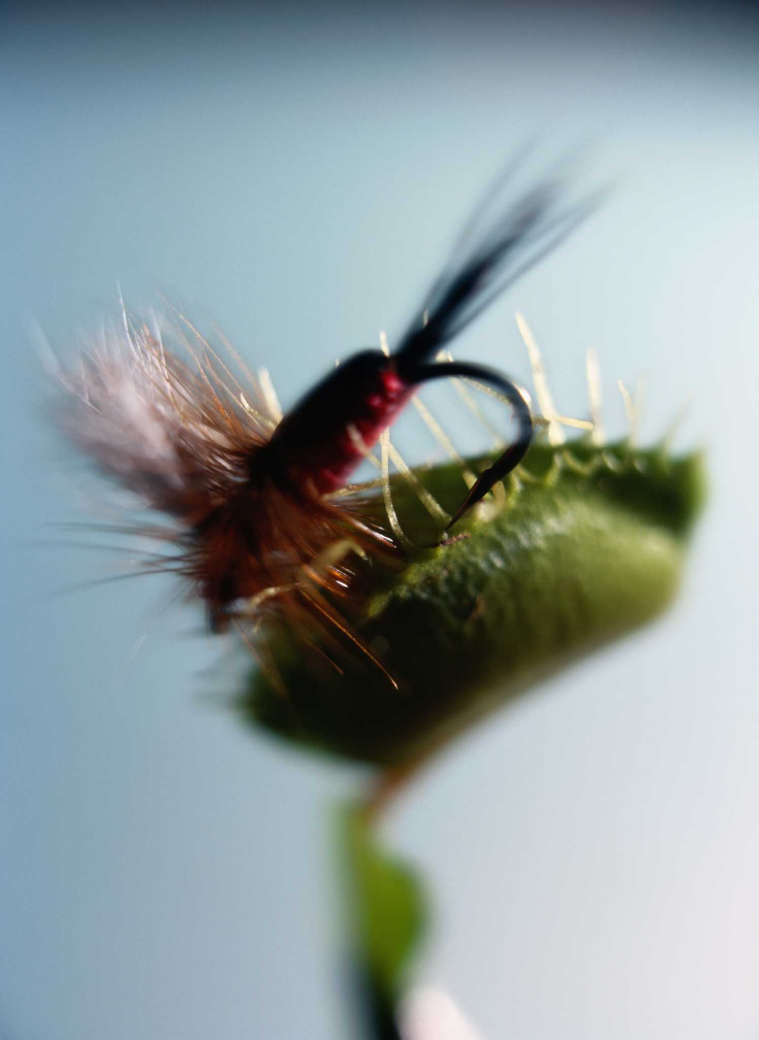 How to Care for a Dying Venus Flytrap