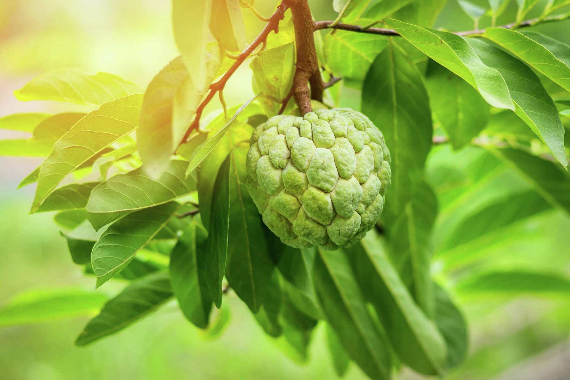 How to Grow Guanabana Soursop Plants