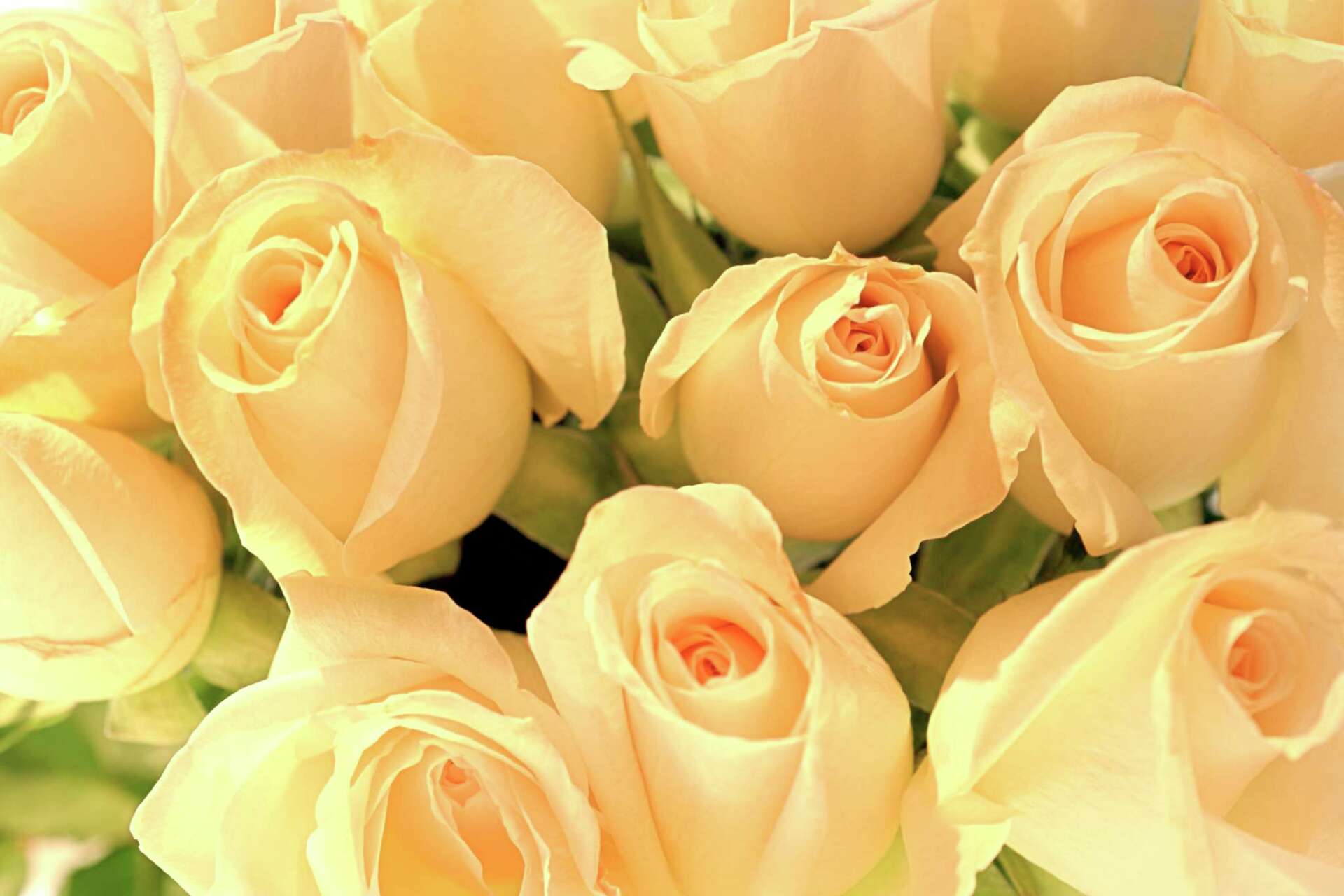 How to Care for Ever-Blooming Roses