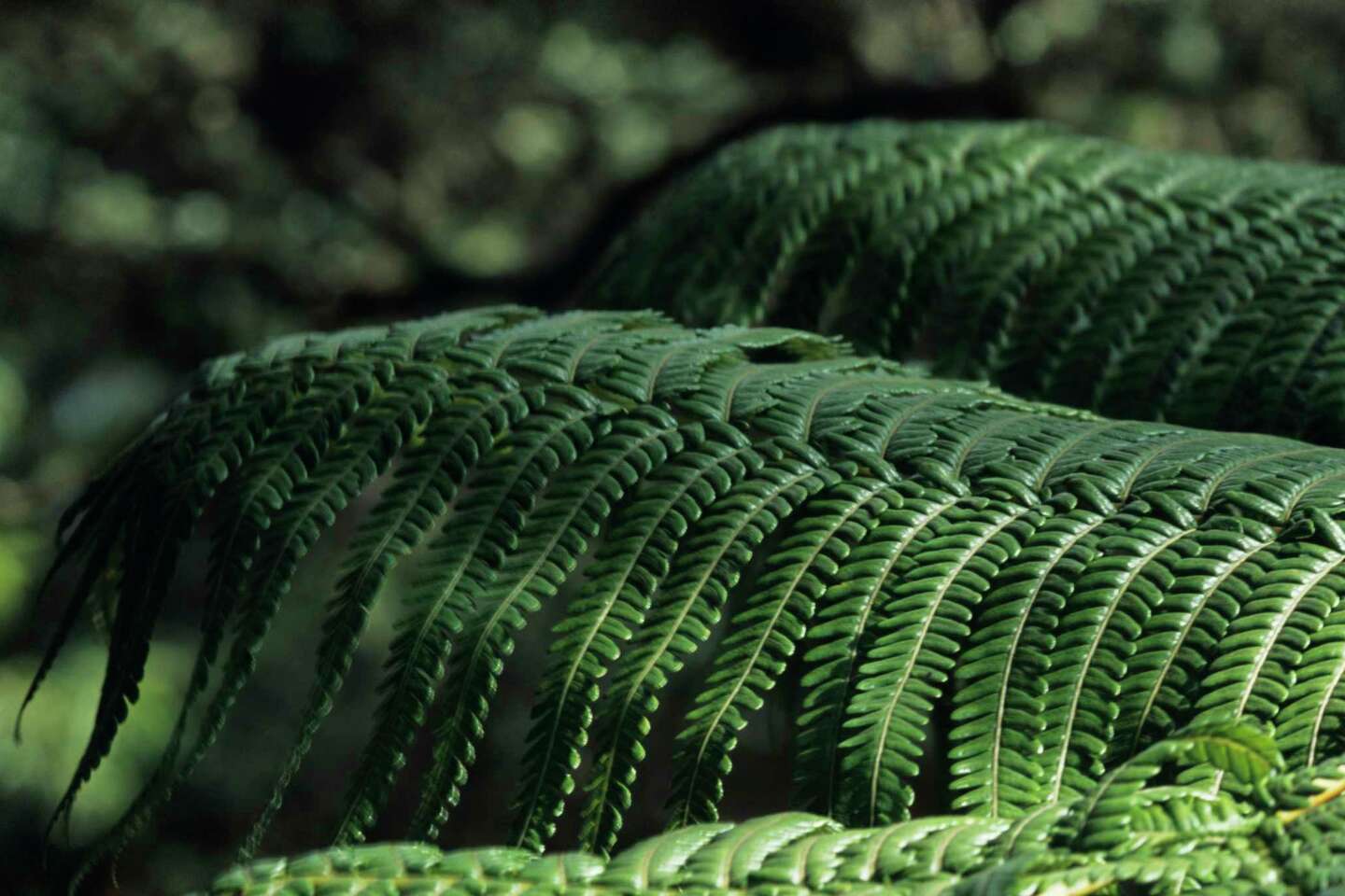 How to Grow Hapu'u Ferns