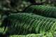 How to Grow Hapu'u Ferns