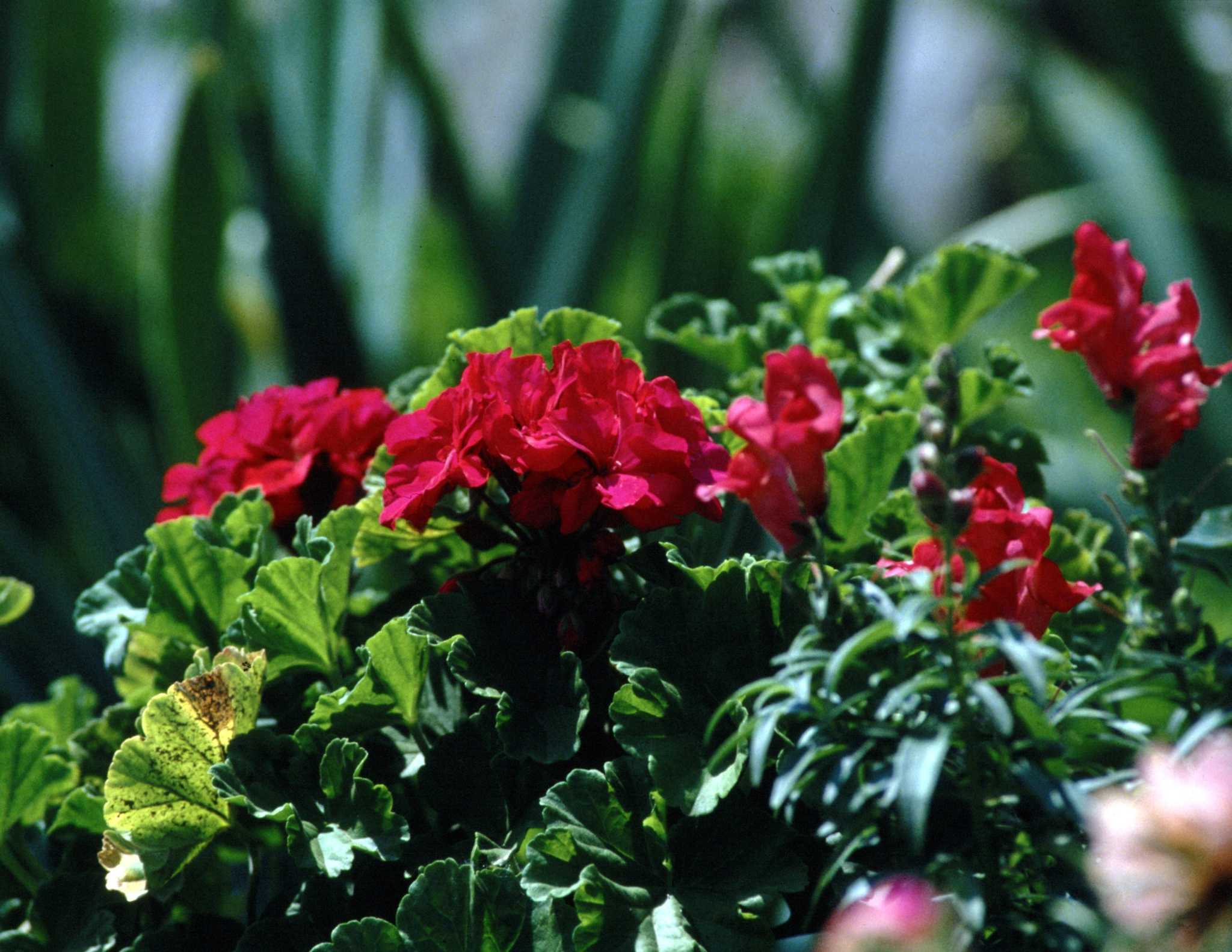 How to Trim Geraniums