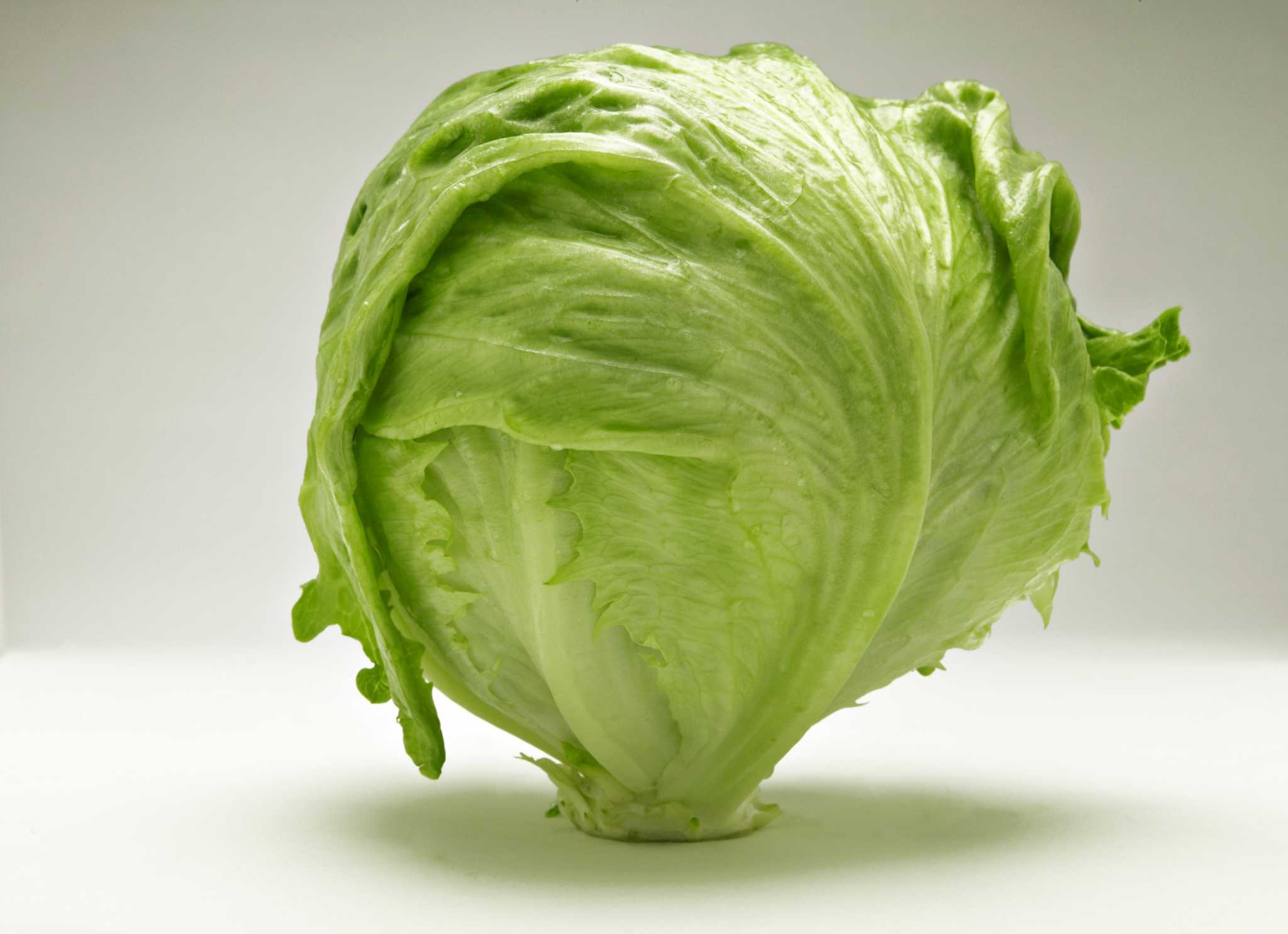 How To Grow Head Lettuce In A Greenhouse How To Grow Head Lettuce In A Greenhouse