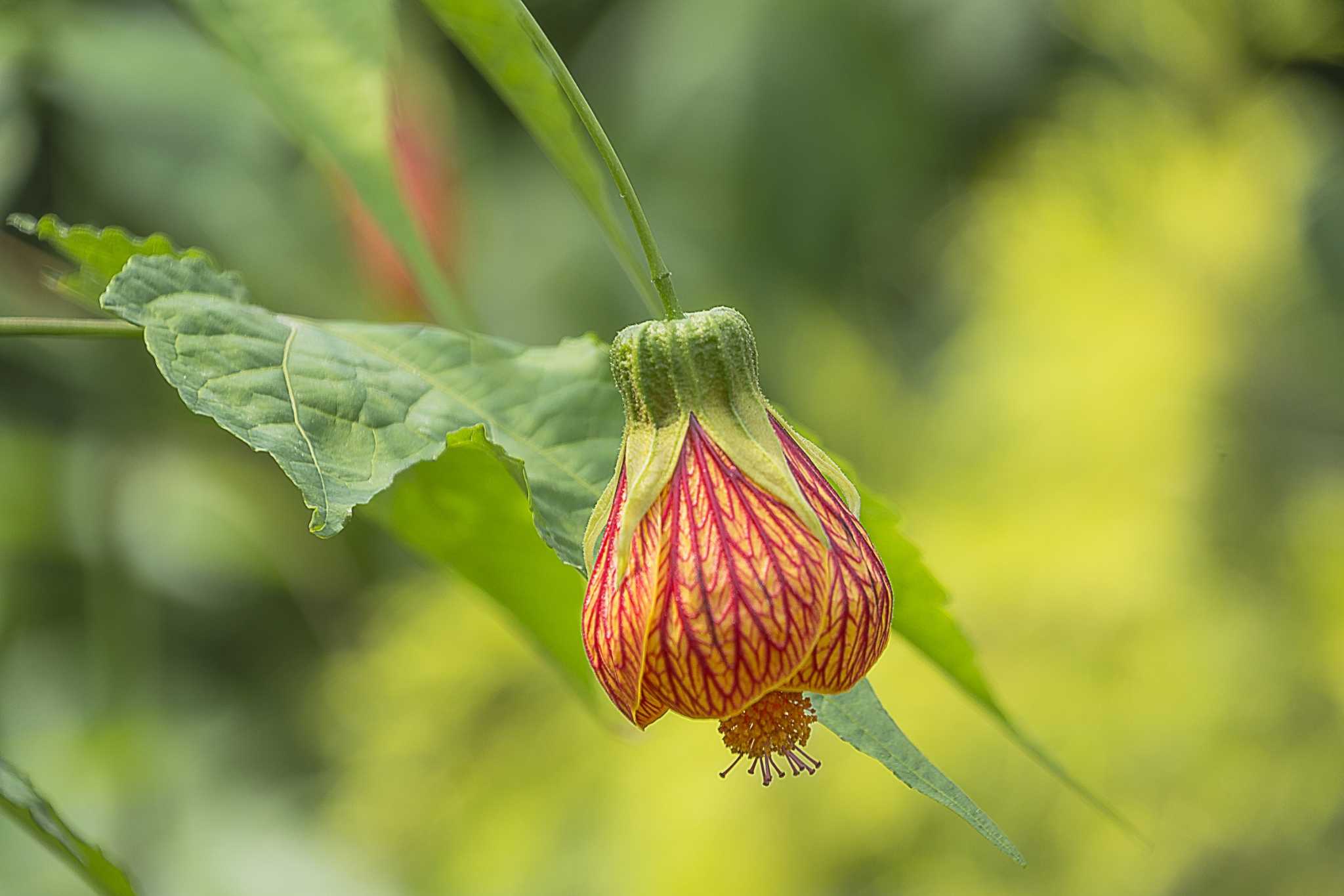 Care for a Flowering Maple