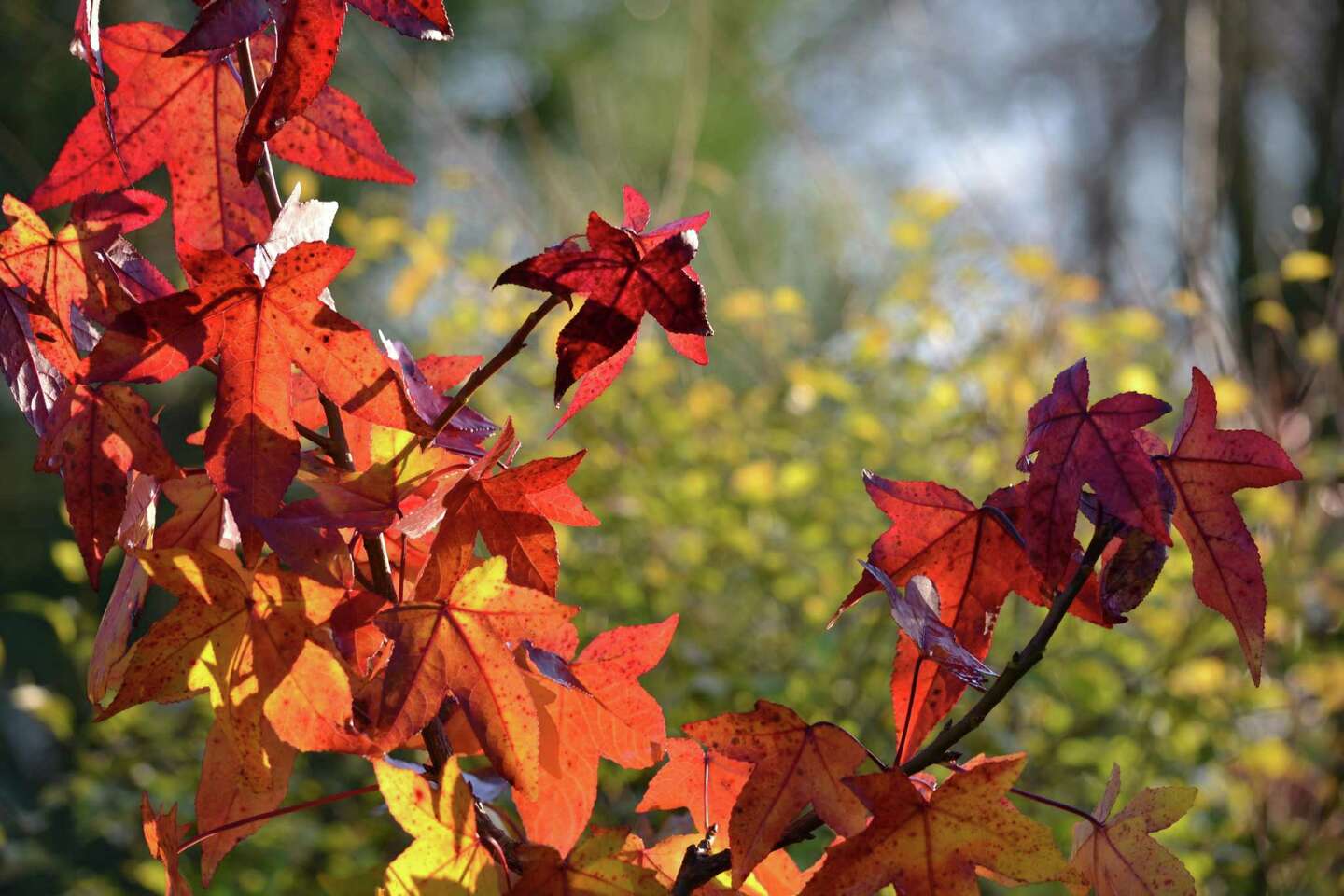 Care for a Liquid Amber Tree