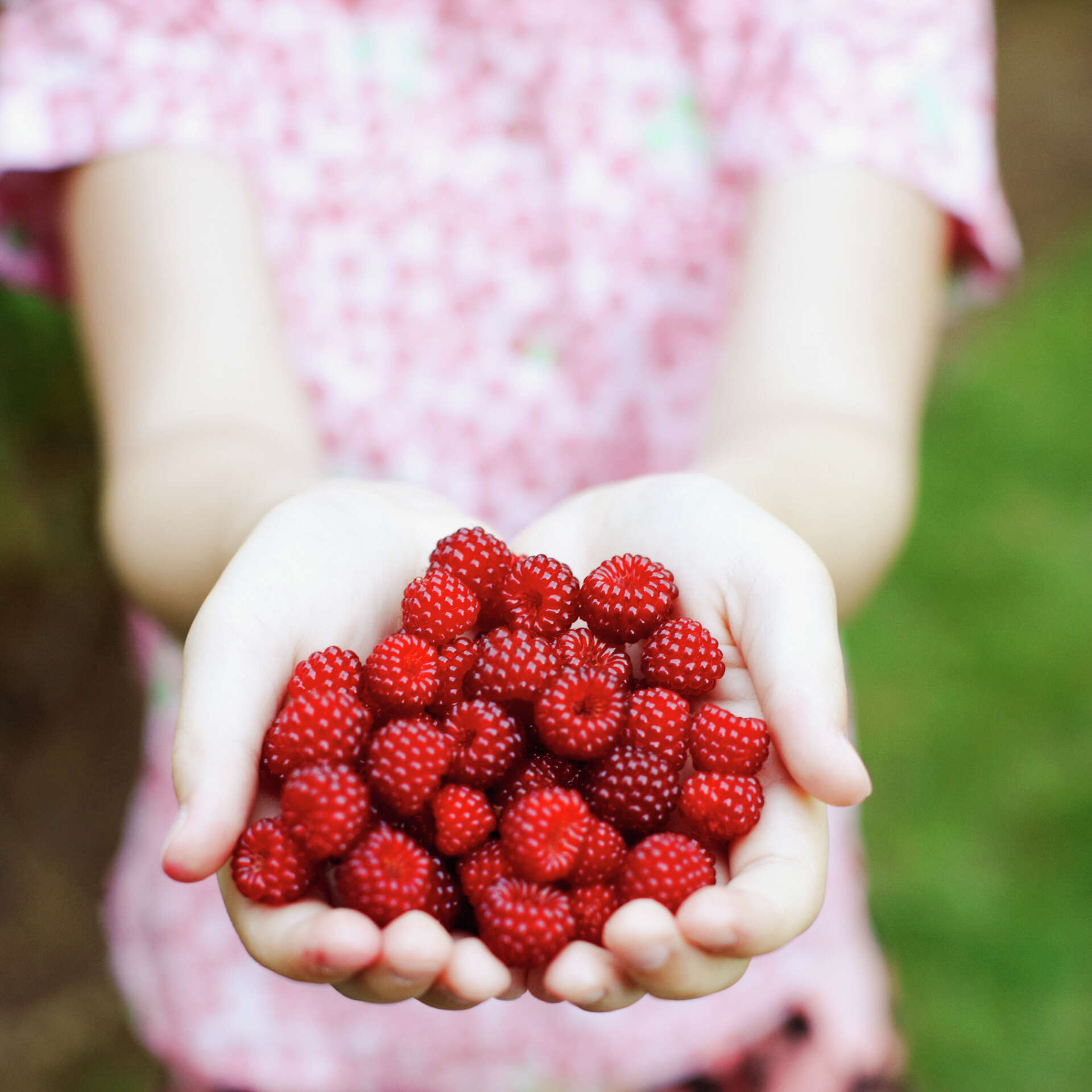 How to Plant Raspberry in Zone 8